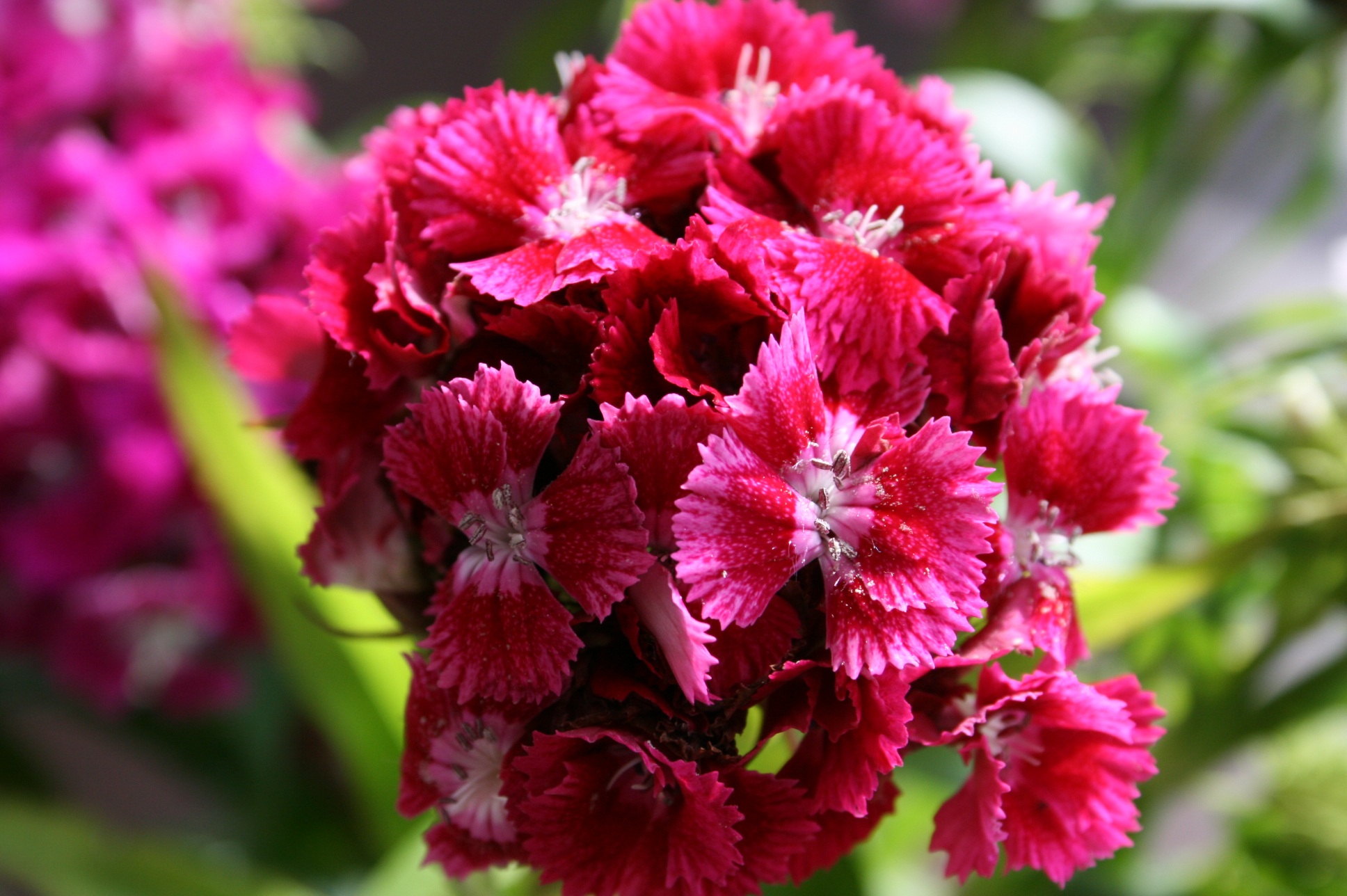 Flower Plant Nature free image download