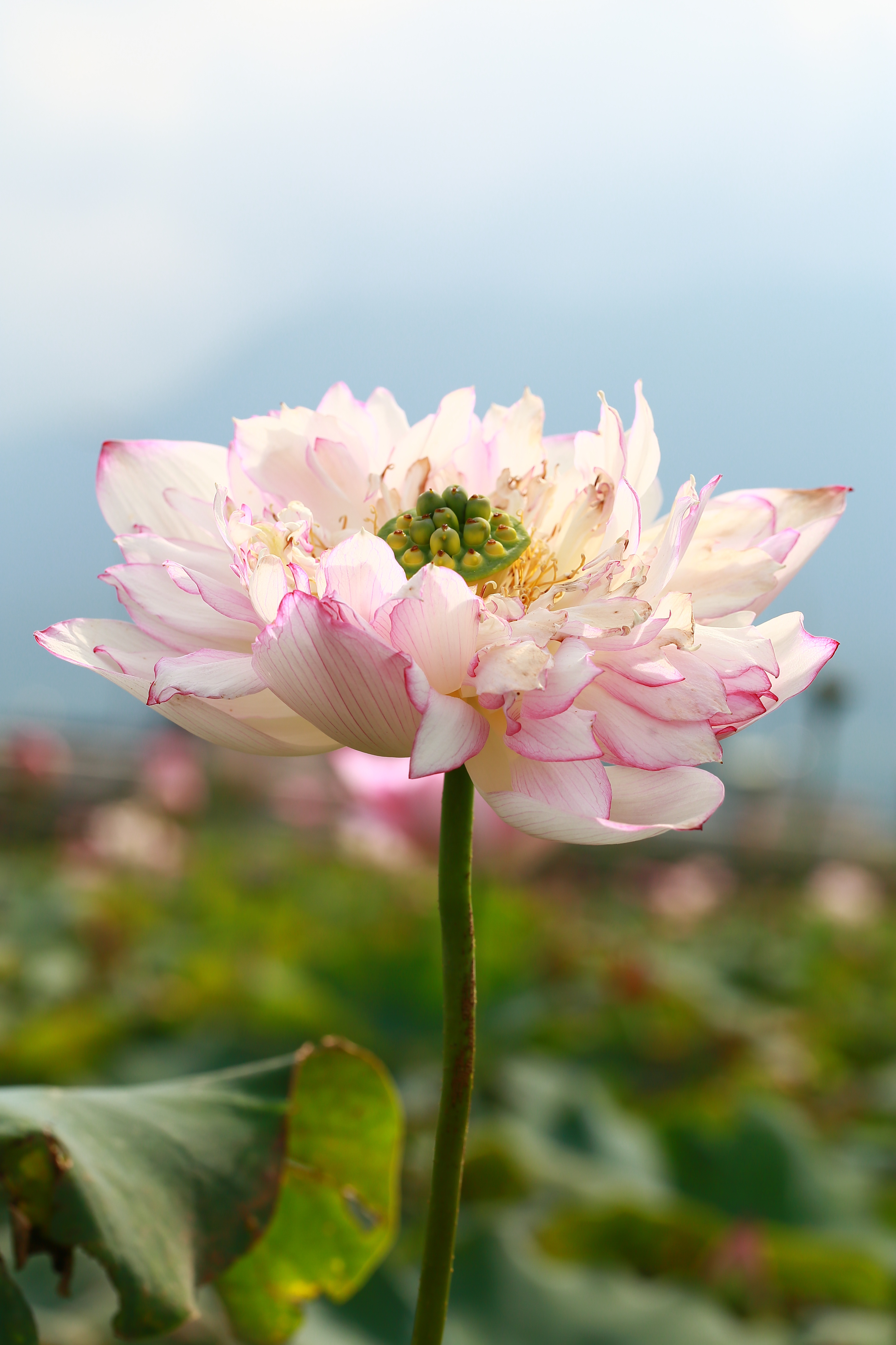 Lotus Landscape free image download
