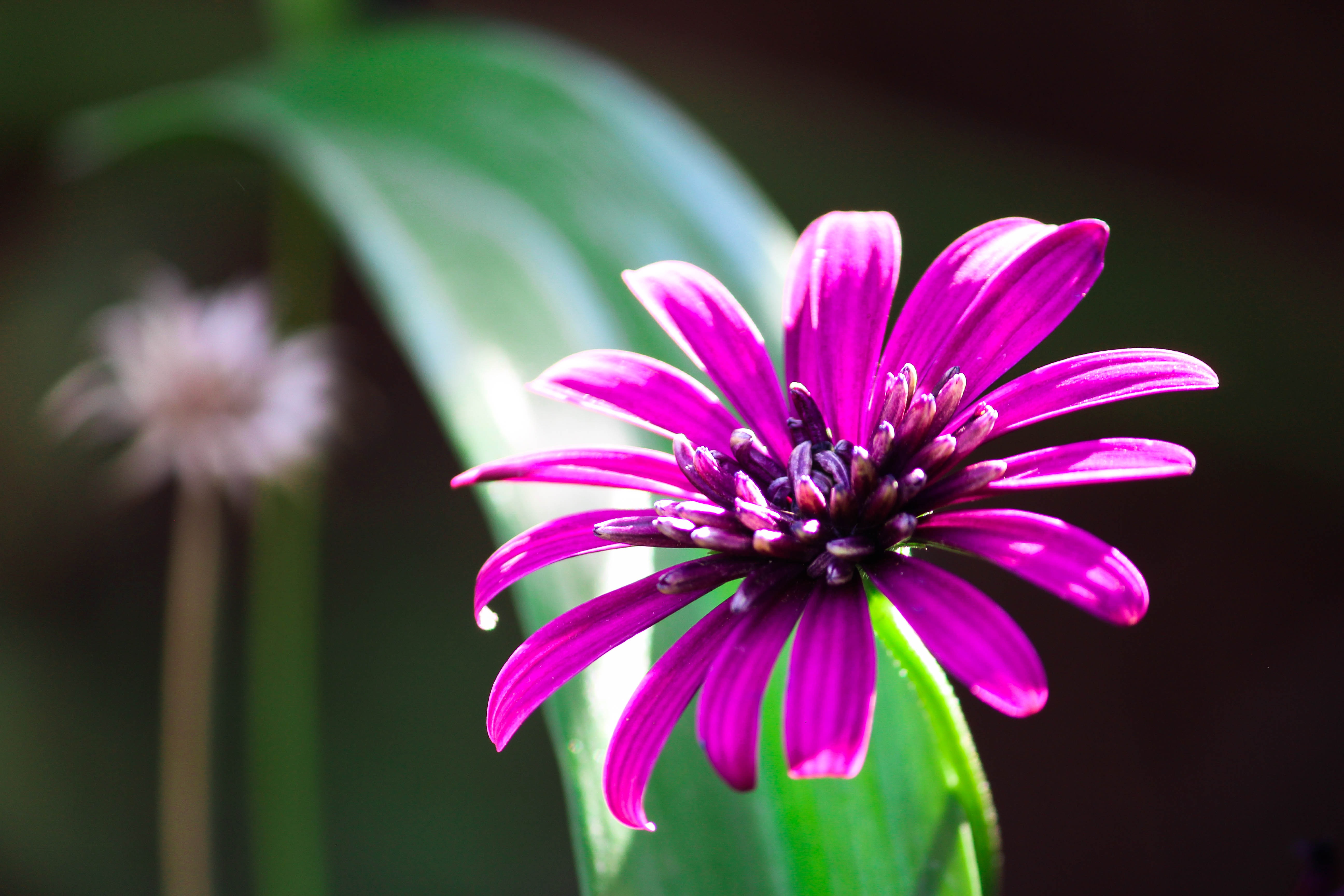 Nature Flora Flower free image download