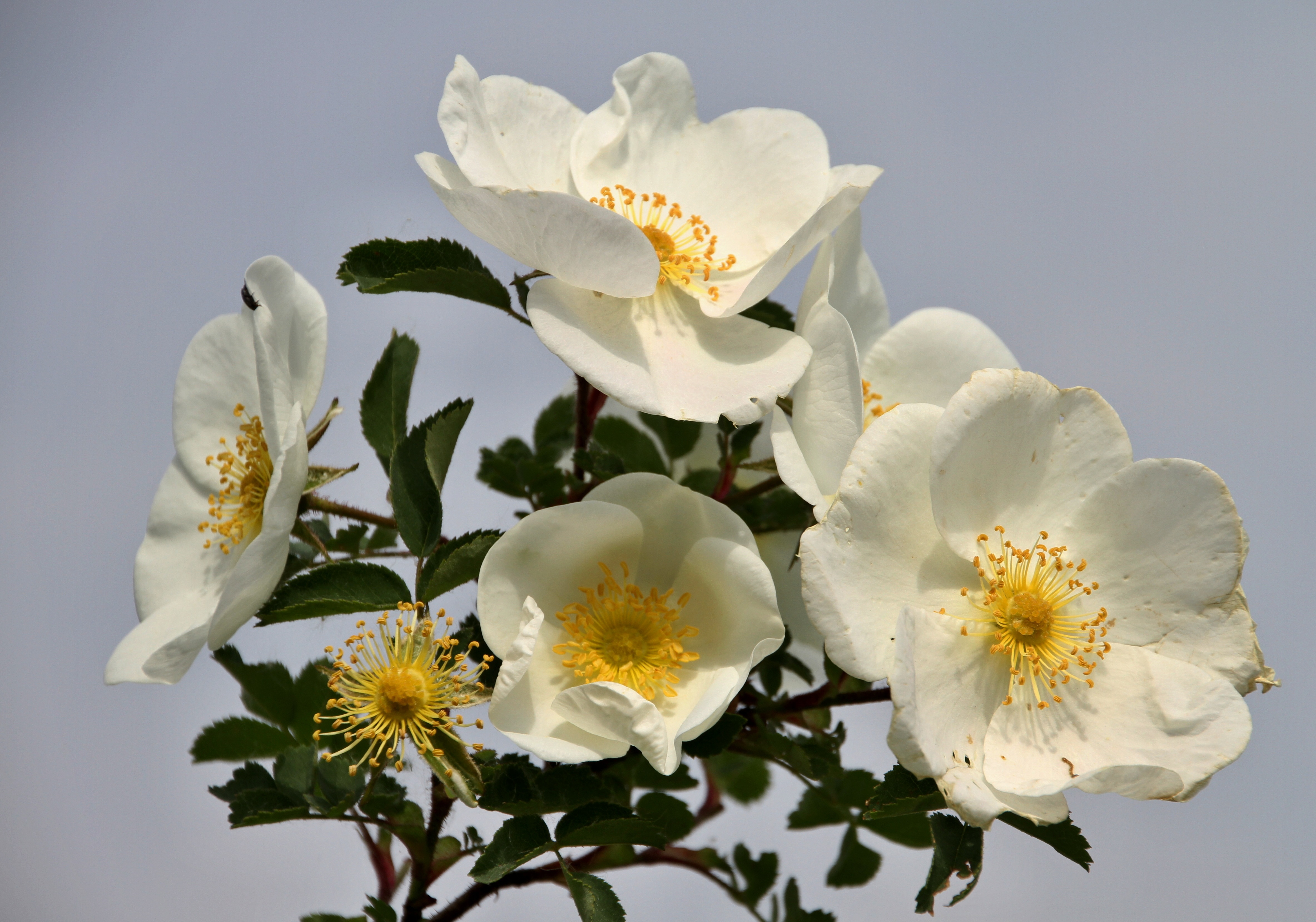 Wild Roses Bloom free image download