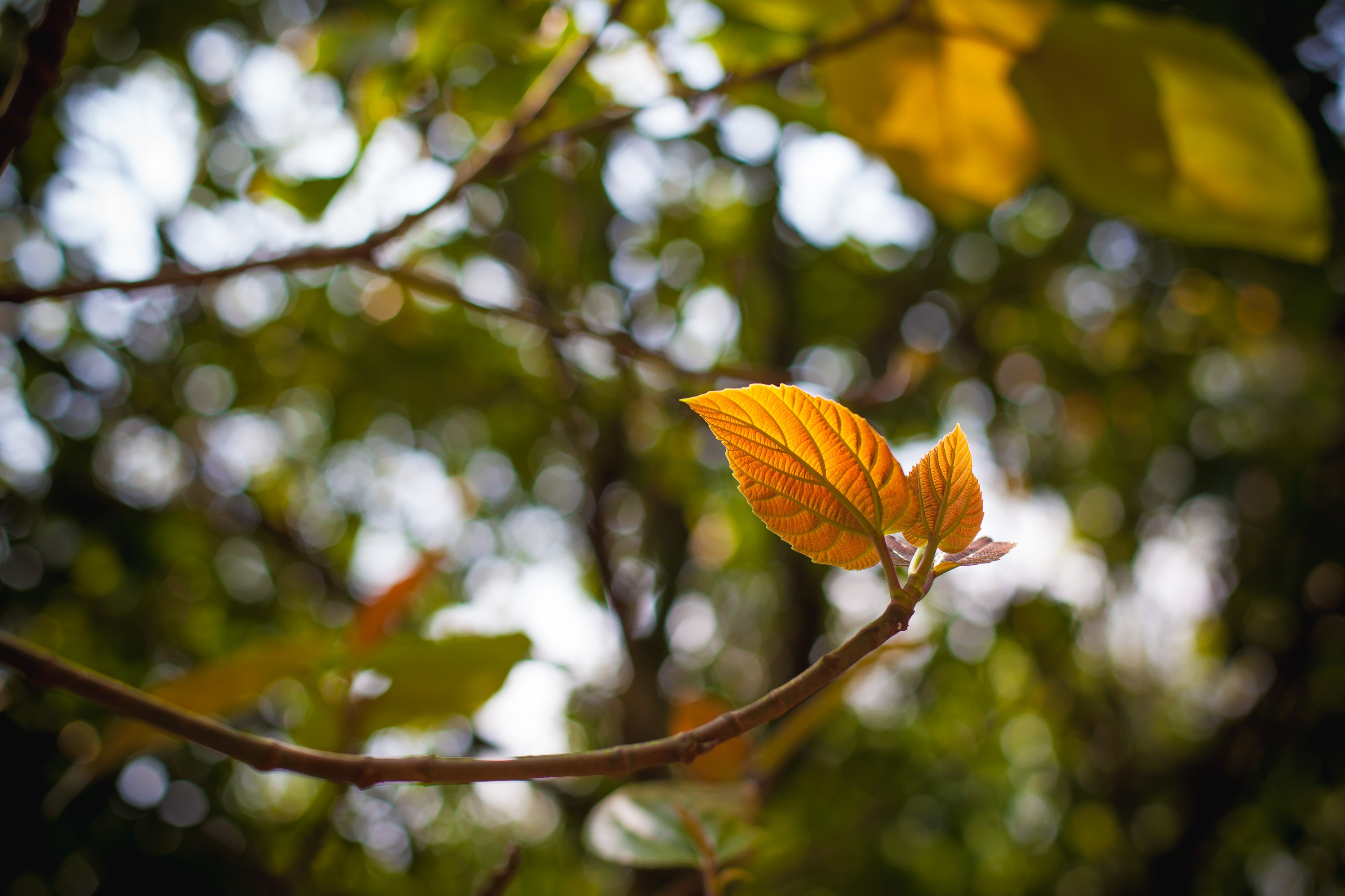 Tree Leaf Branch free image download