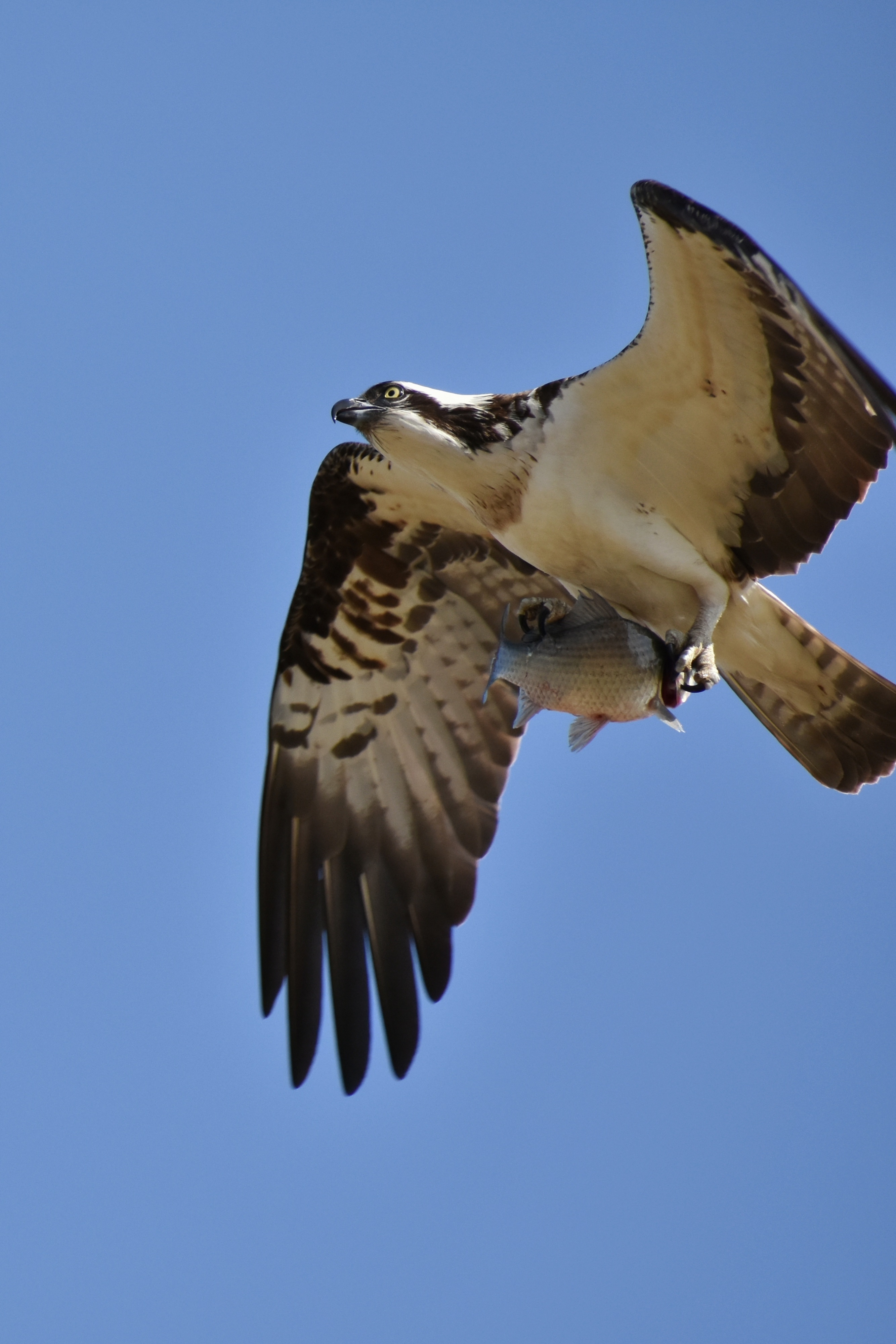 Animal Sky Bird Wild free image download