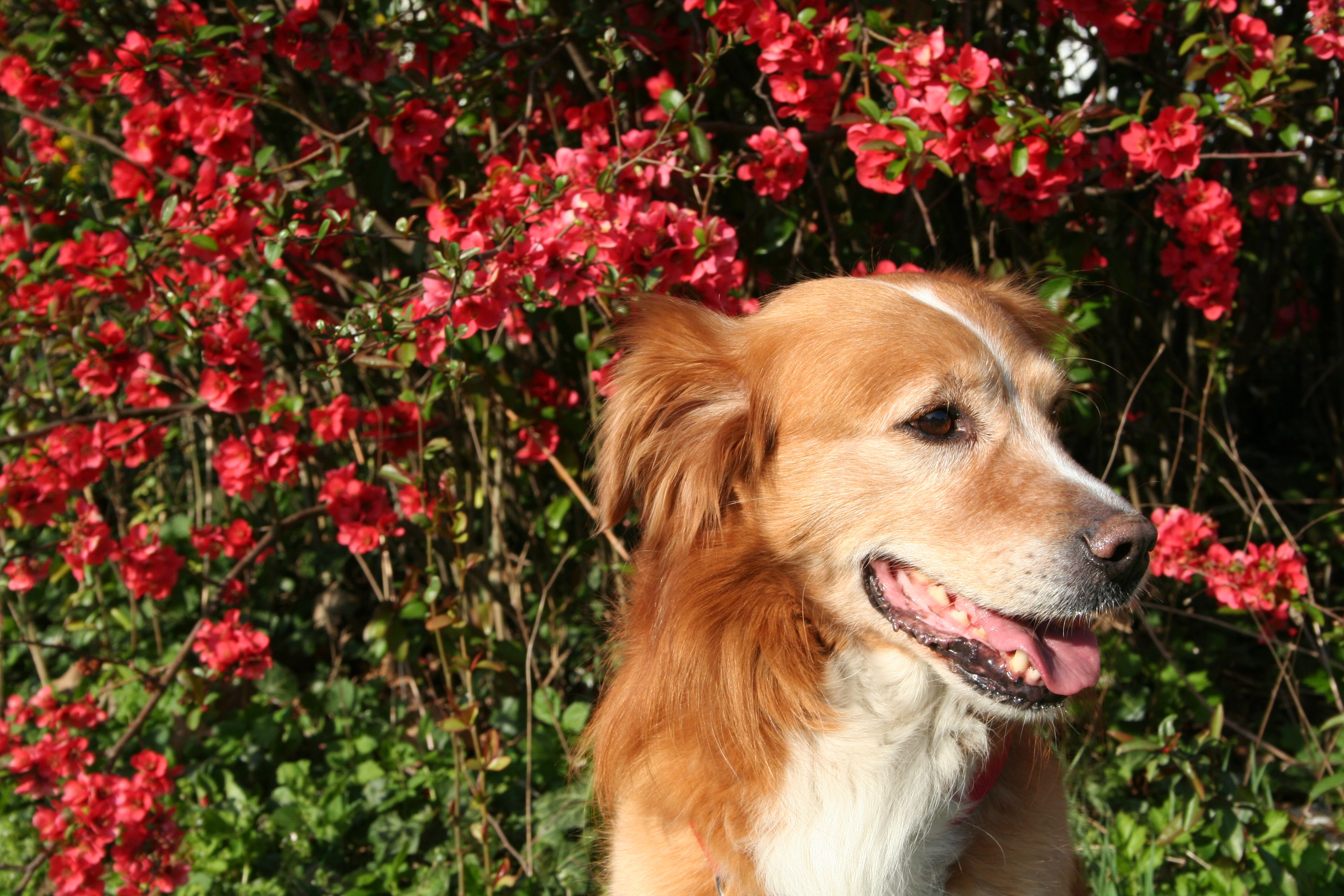 Dog Spring Pet free image download