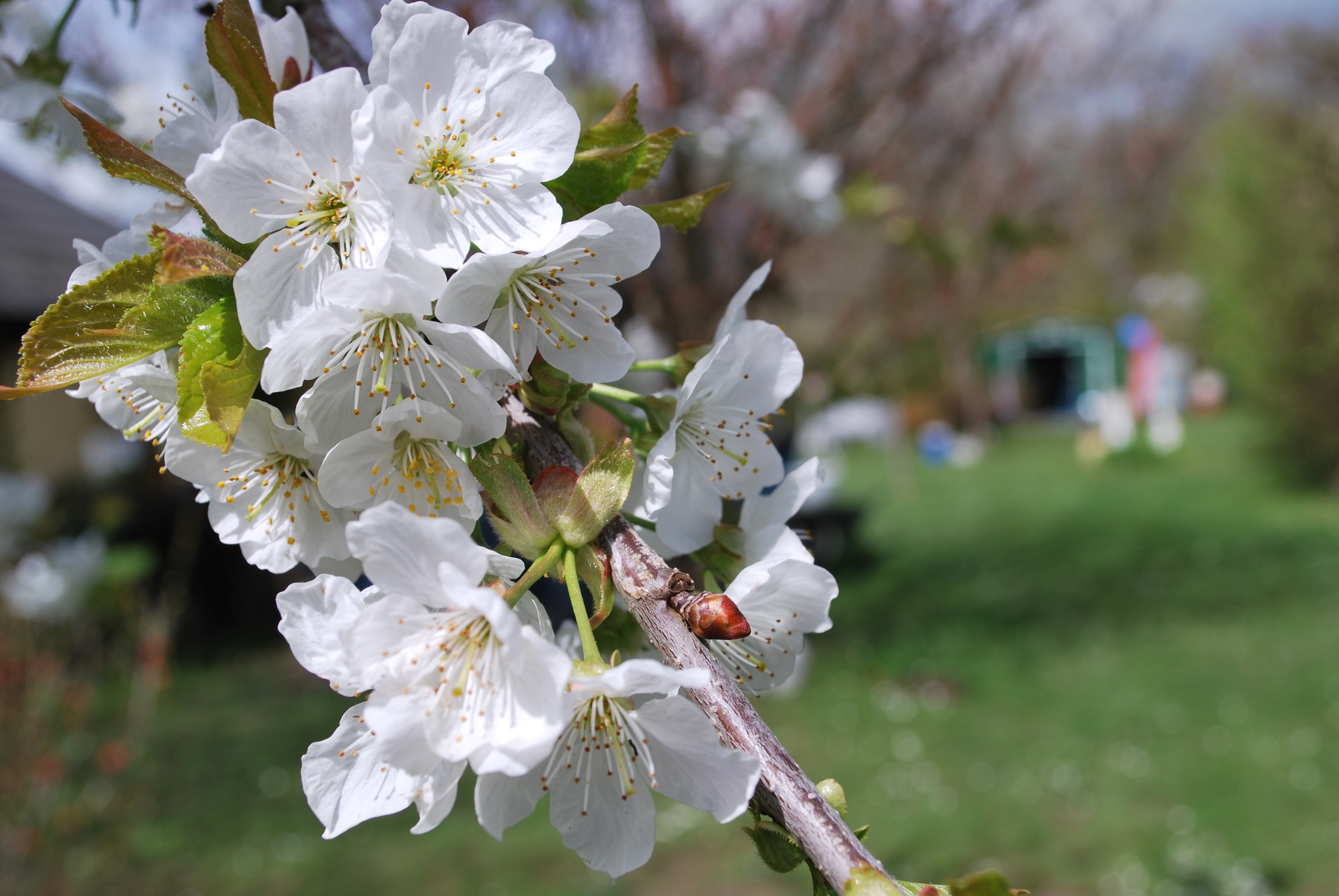 Flower free image download