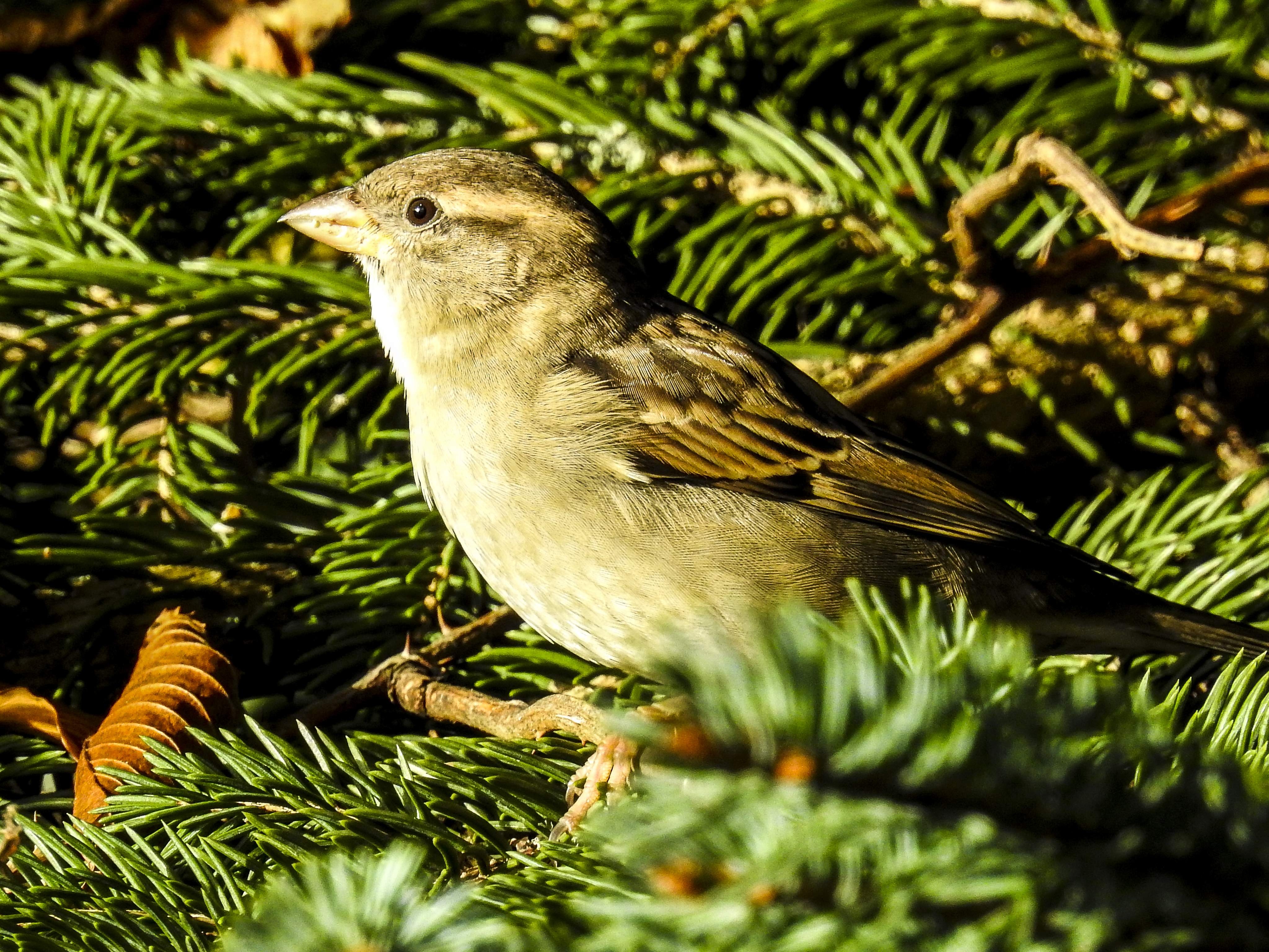 House Sparrow Sperling Bird free image download