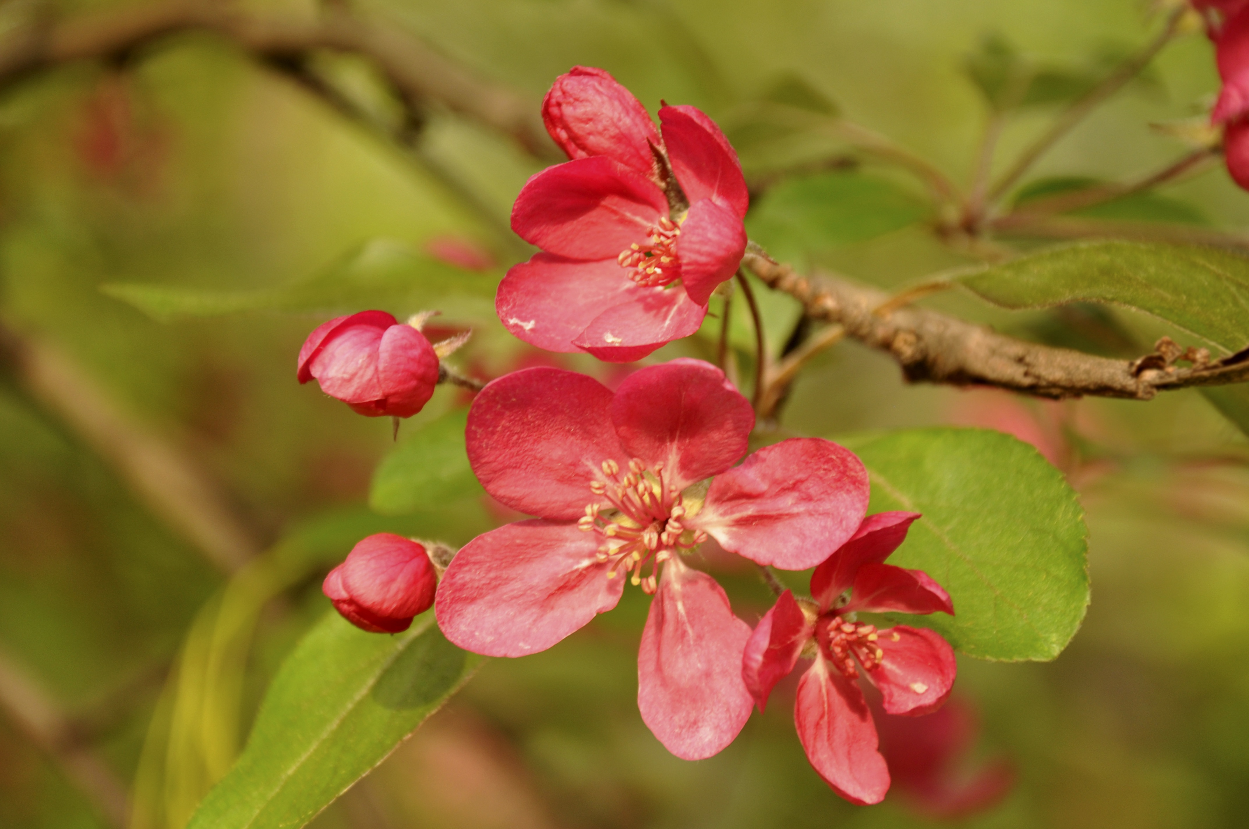 Spring Flower free image download