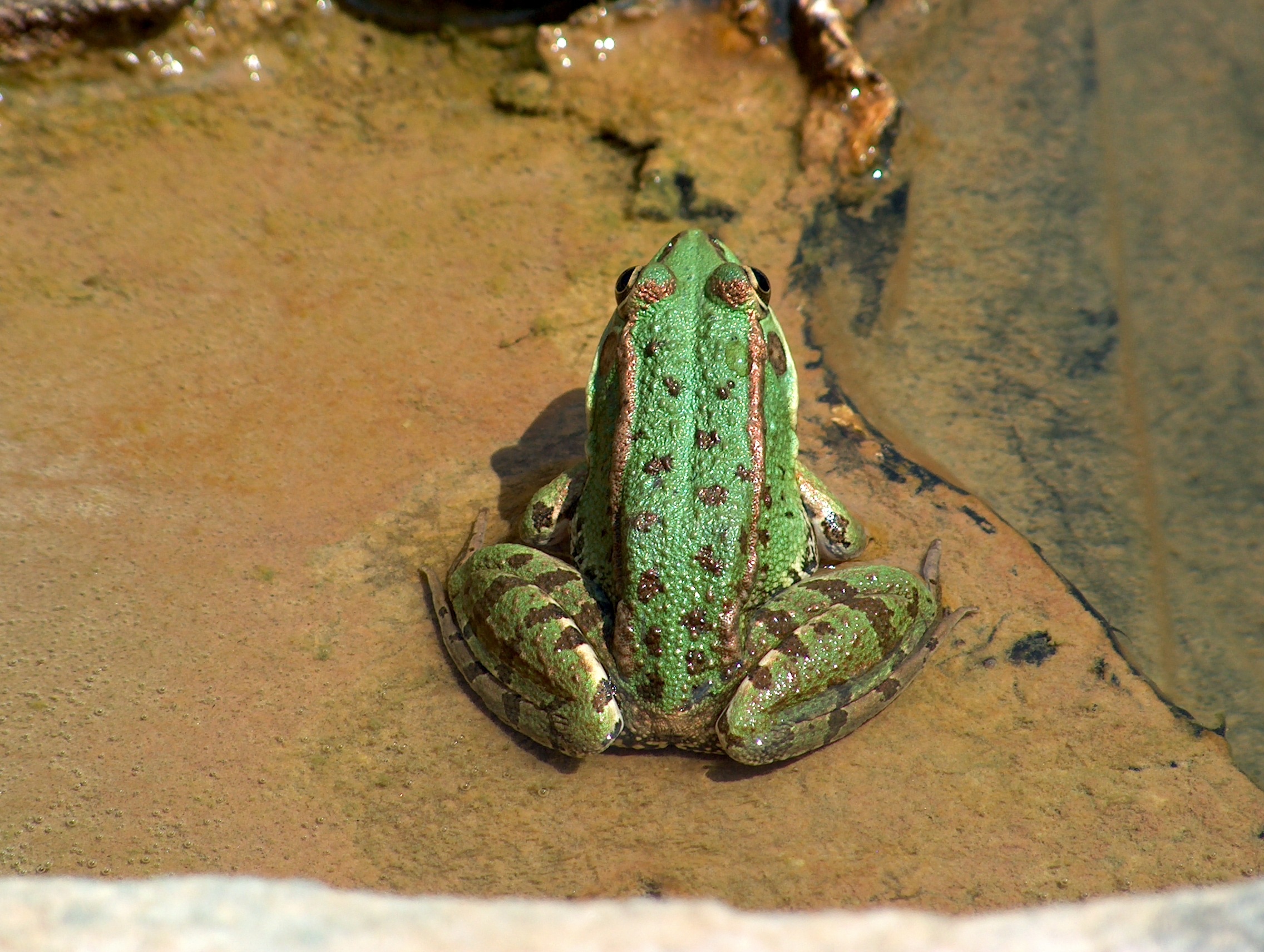 Frog Batráquio Lake free image download