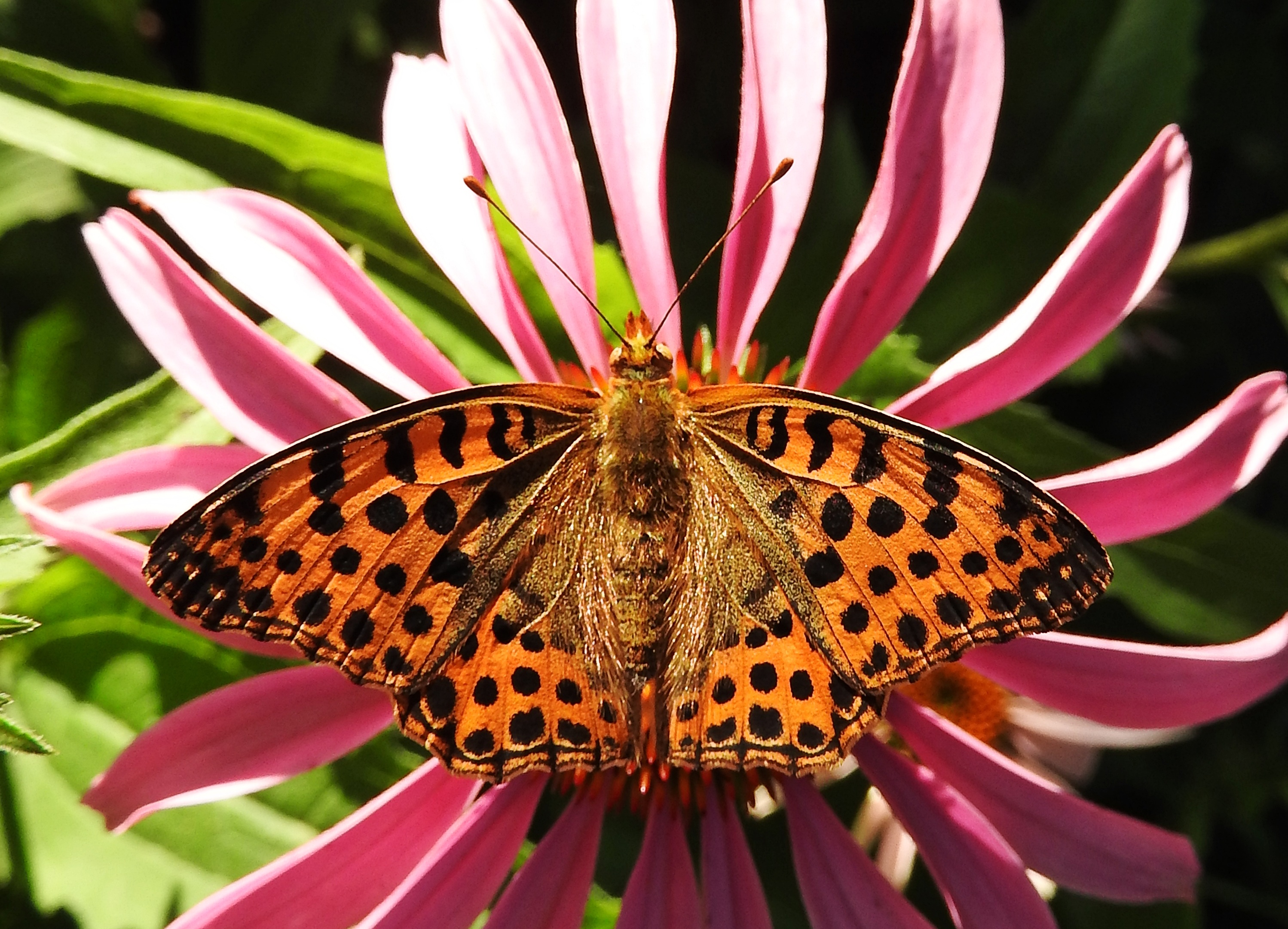 Nature Flower Garden Common free image download