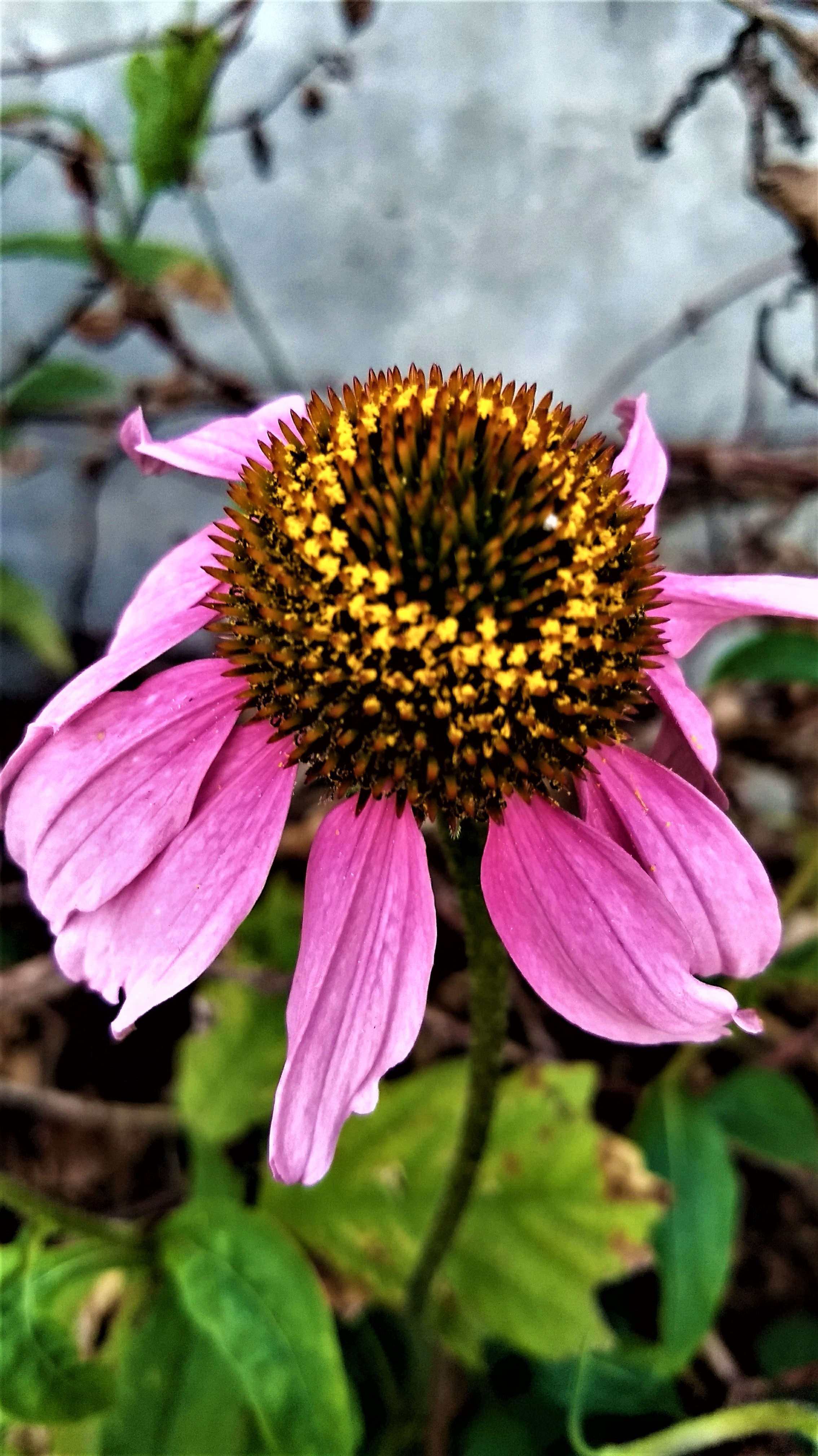 Flower Petals Nature free image download