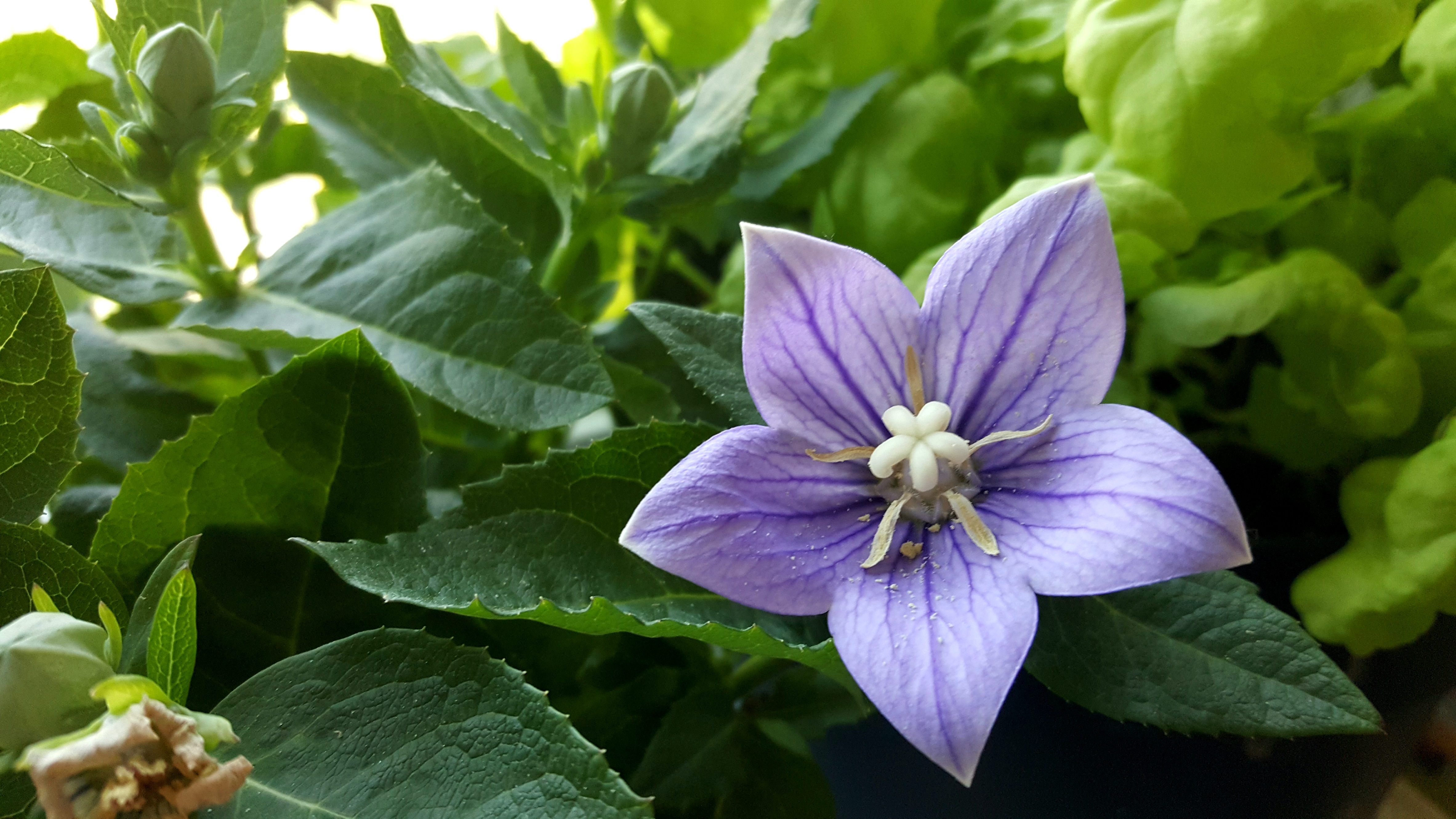 Flower Bloom Plant free image download
