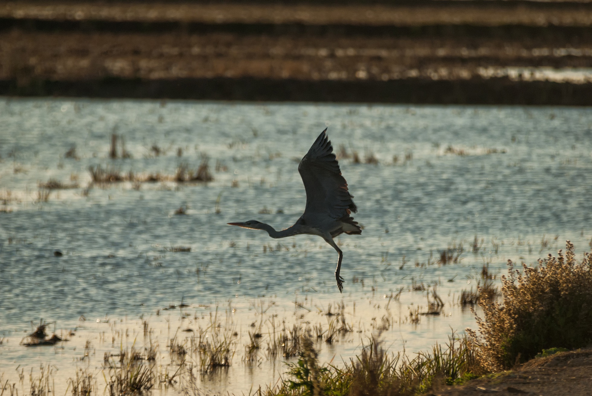 Bird by the sea landscape free image download