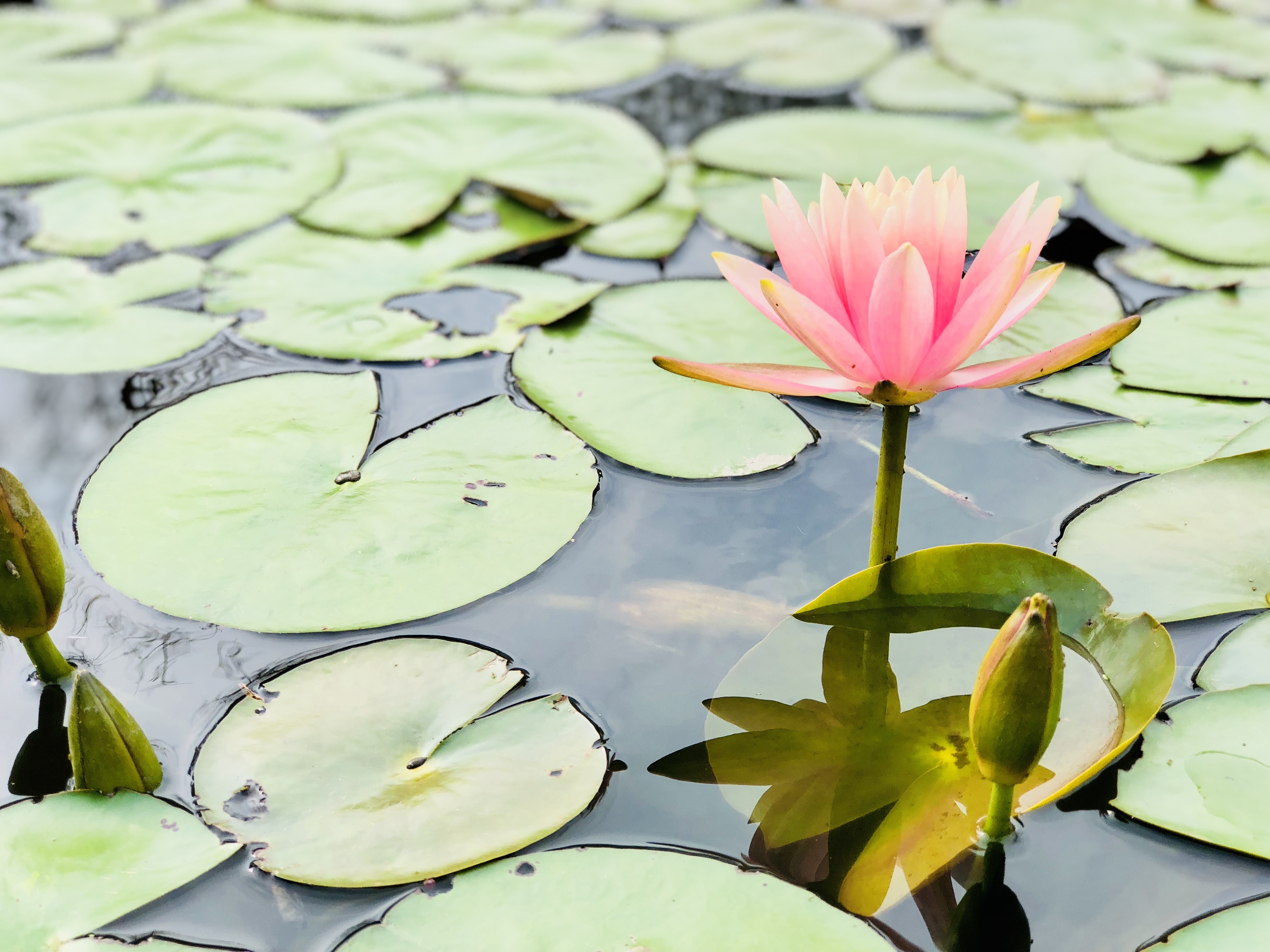Pond Lotus Lily free image download