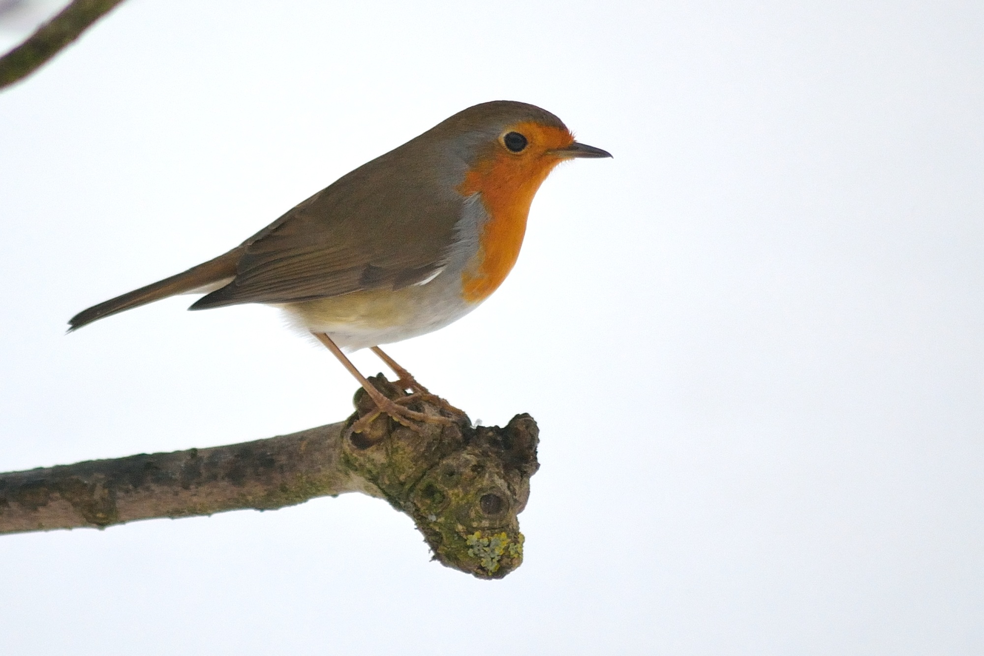 Bird standing on branch free image download