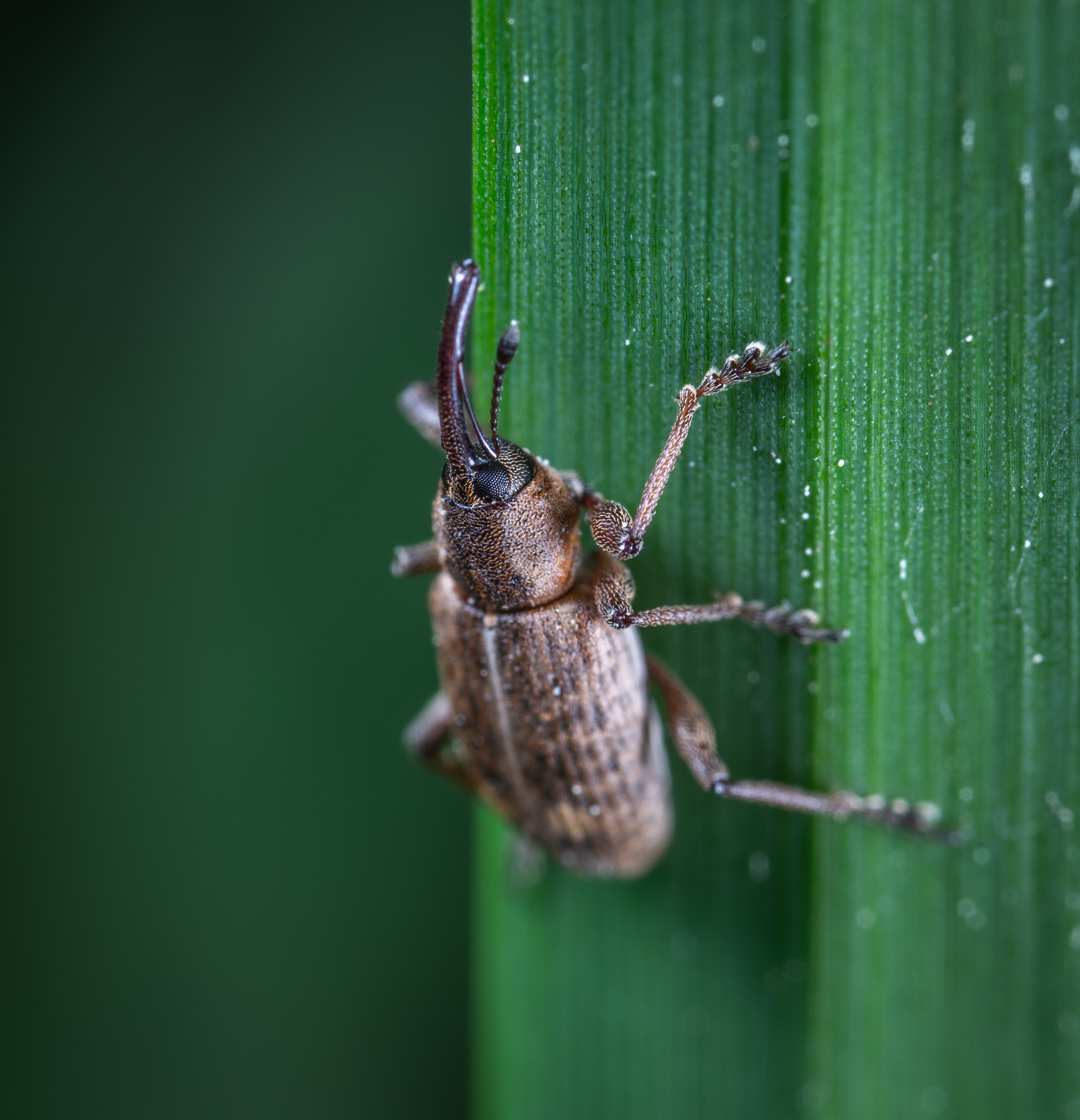 Macro Insect Beetle Blade Of free image download