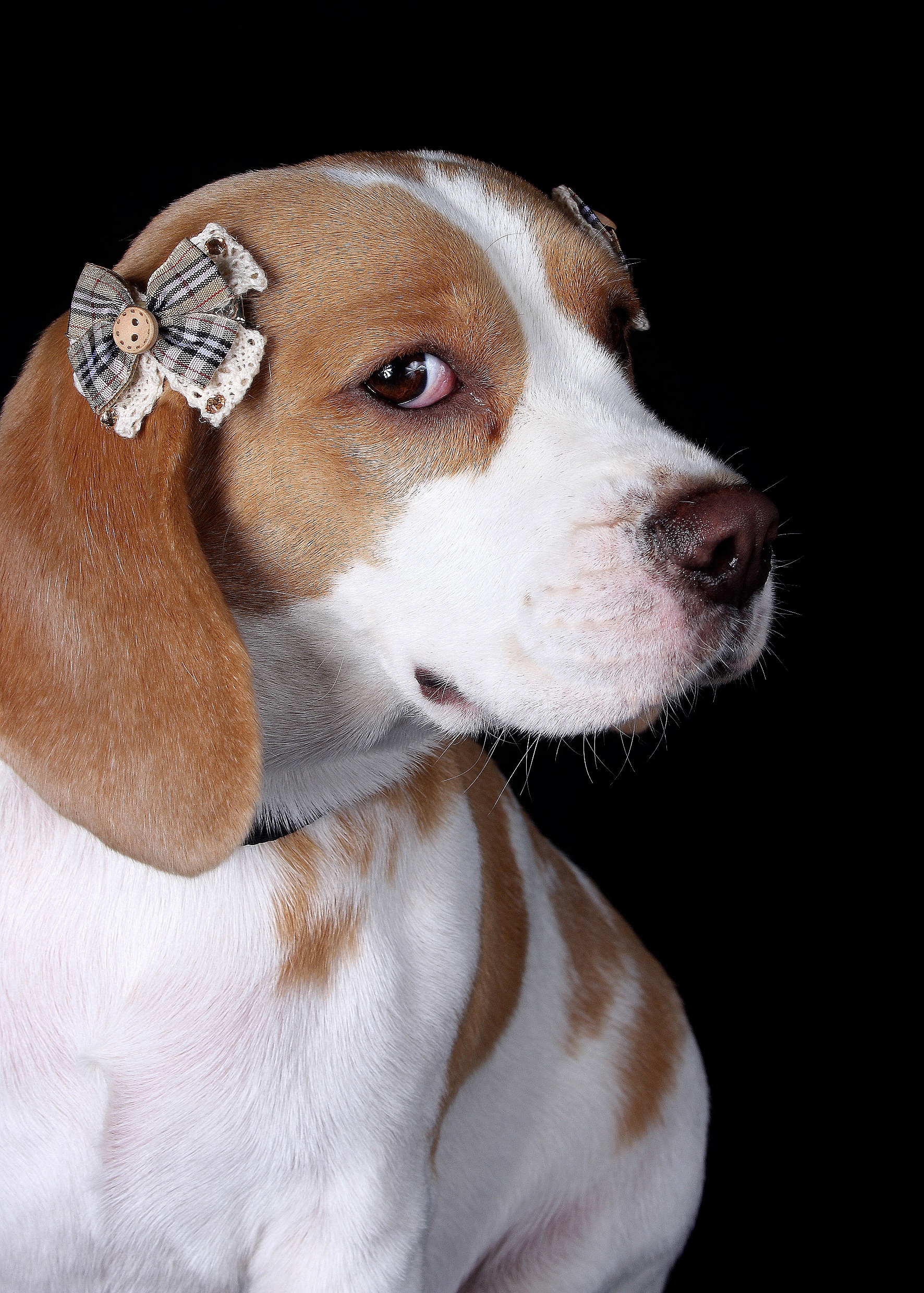 Pet Bigle free image download