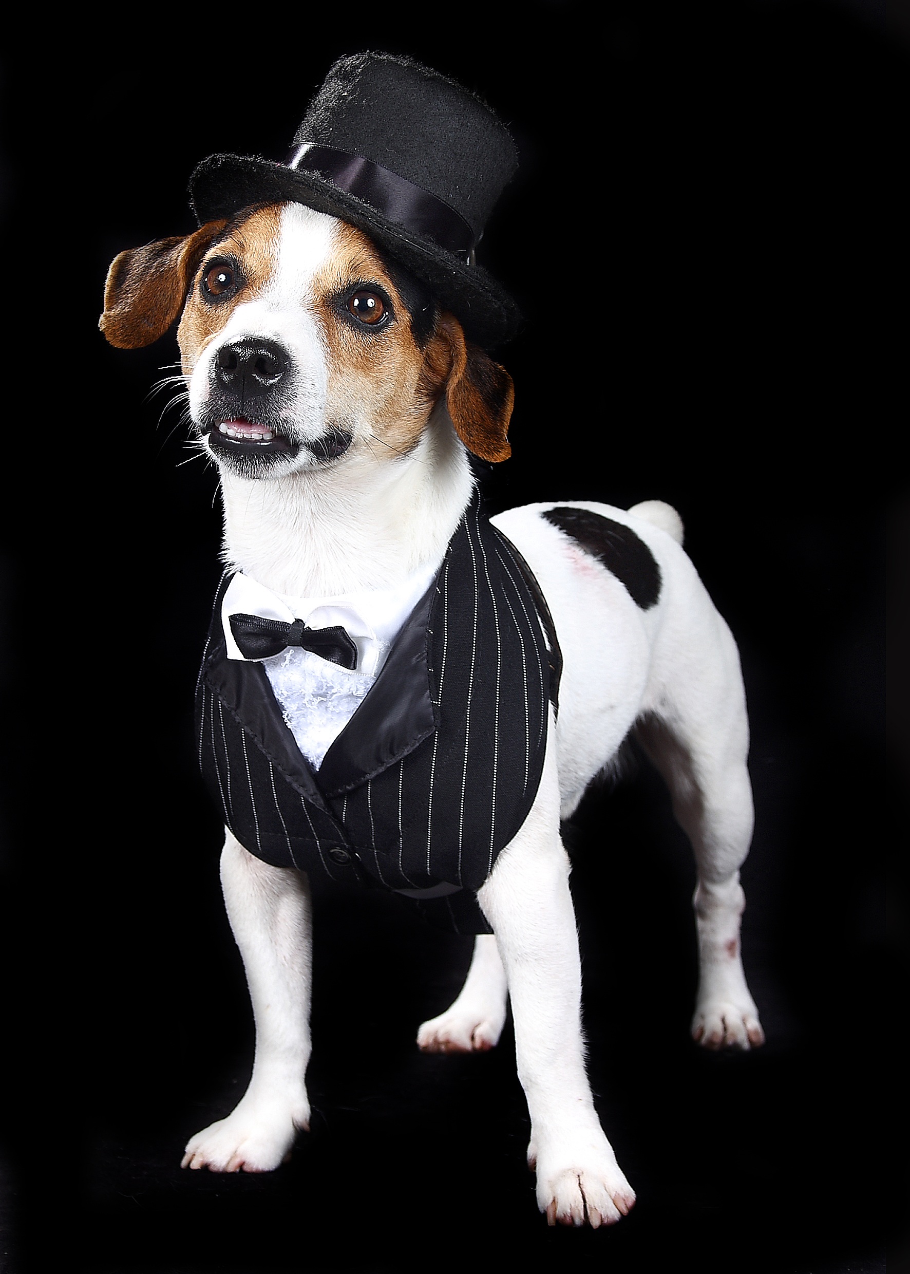 Pet Fraq free image download