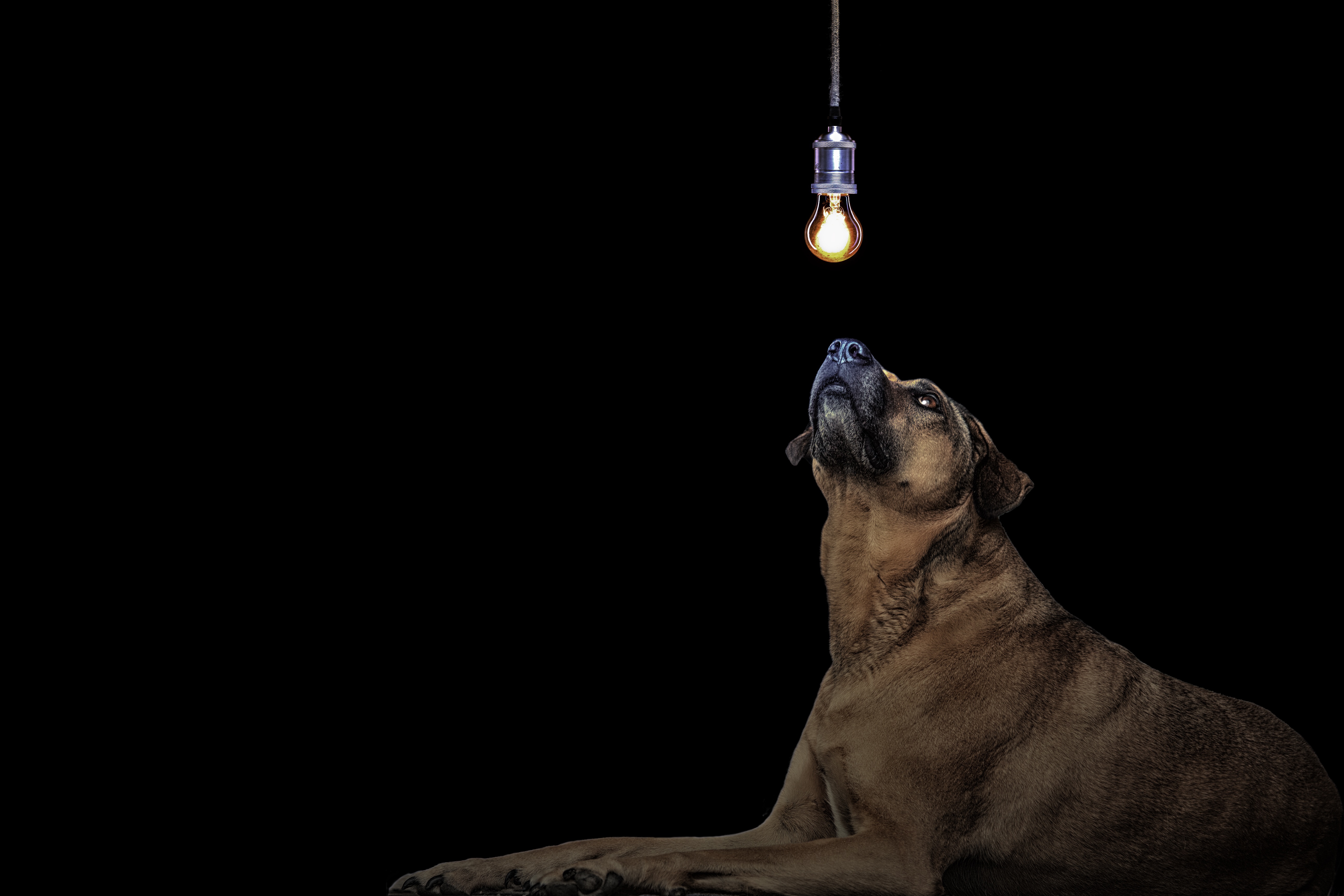 Dog Idea Light Bulb free image download