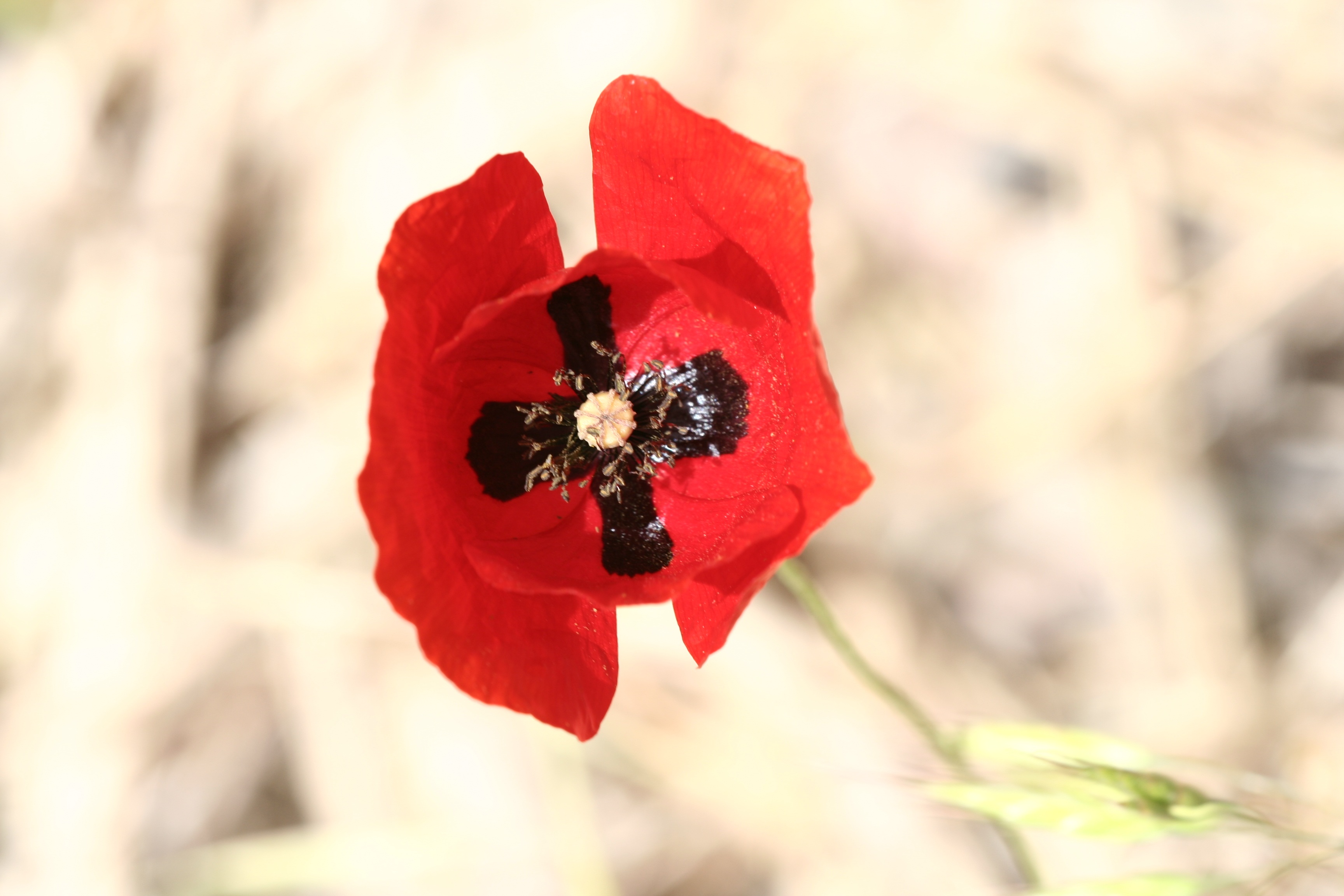 Flower Red Snowdrop Papaver free image download
