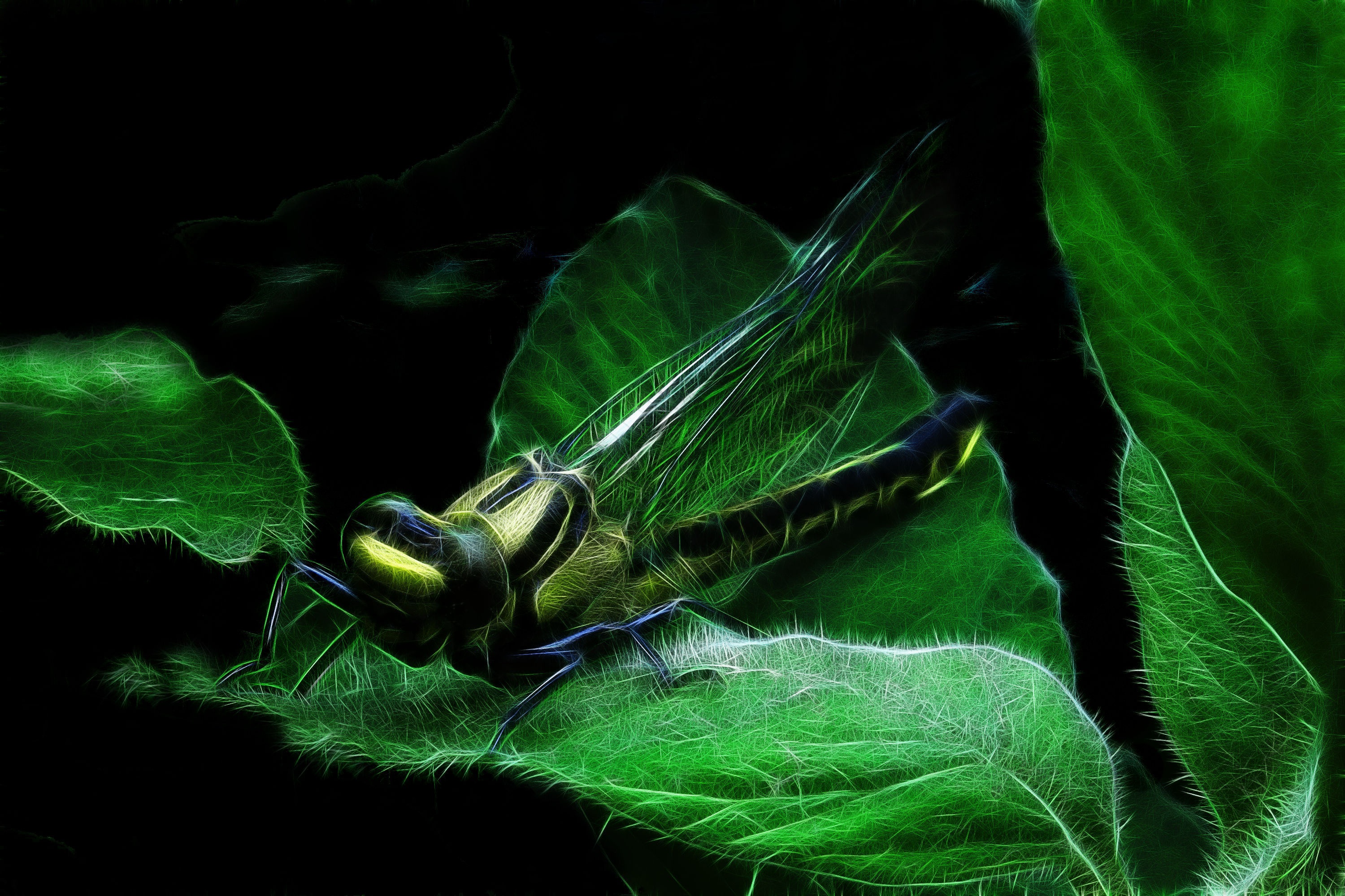 Fractalius dragonfly free image download
