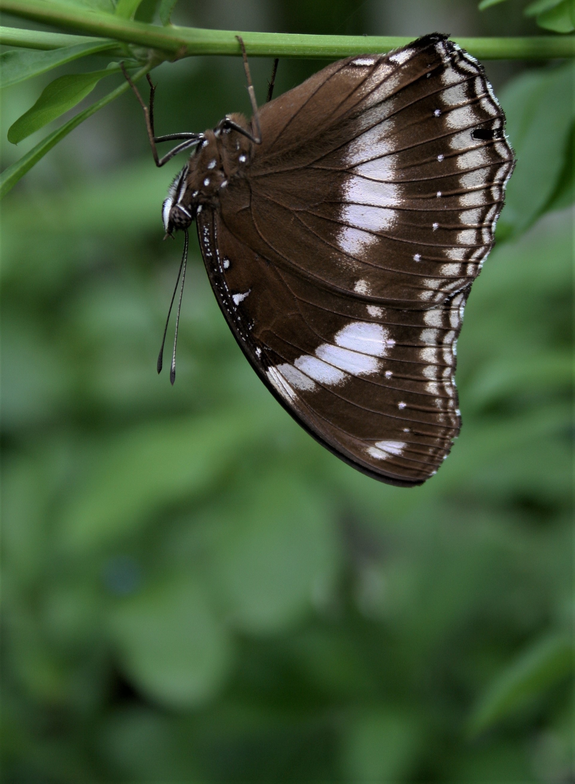 Insect Nature Outdoors free image download