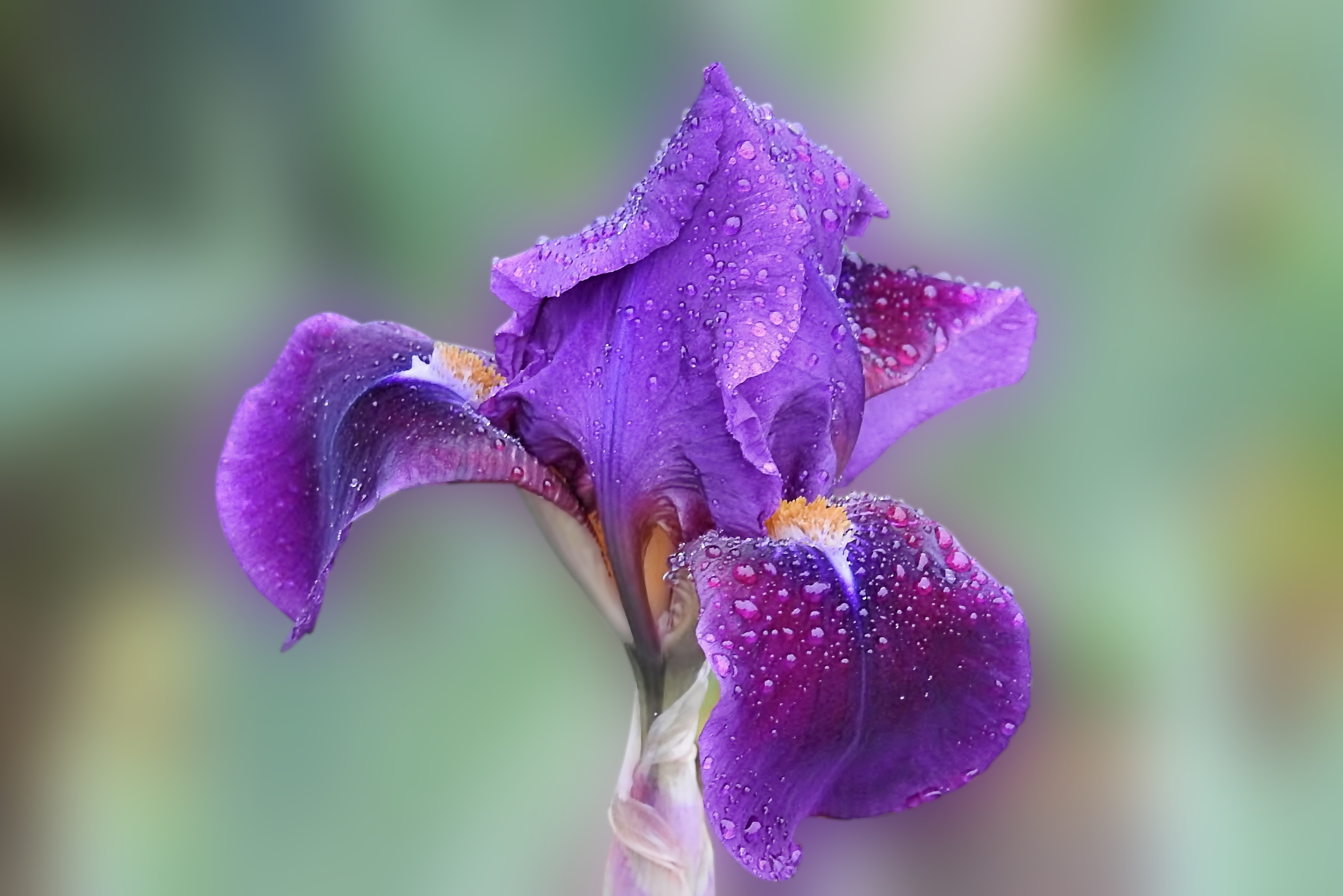 Iris Blossom Bloom Drop Of free image download