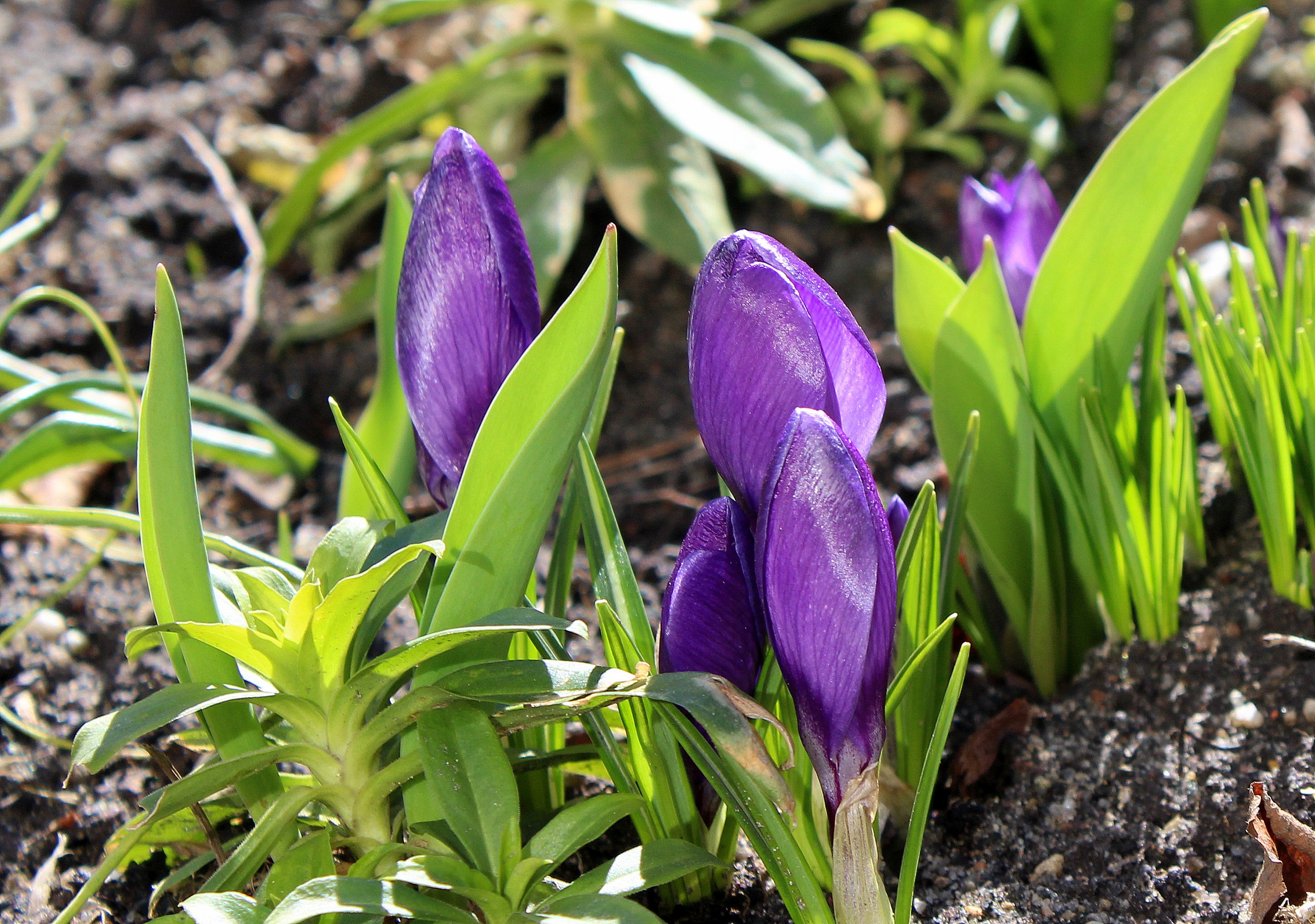 Krokus Spring Flowers March free image download