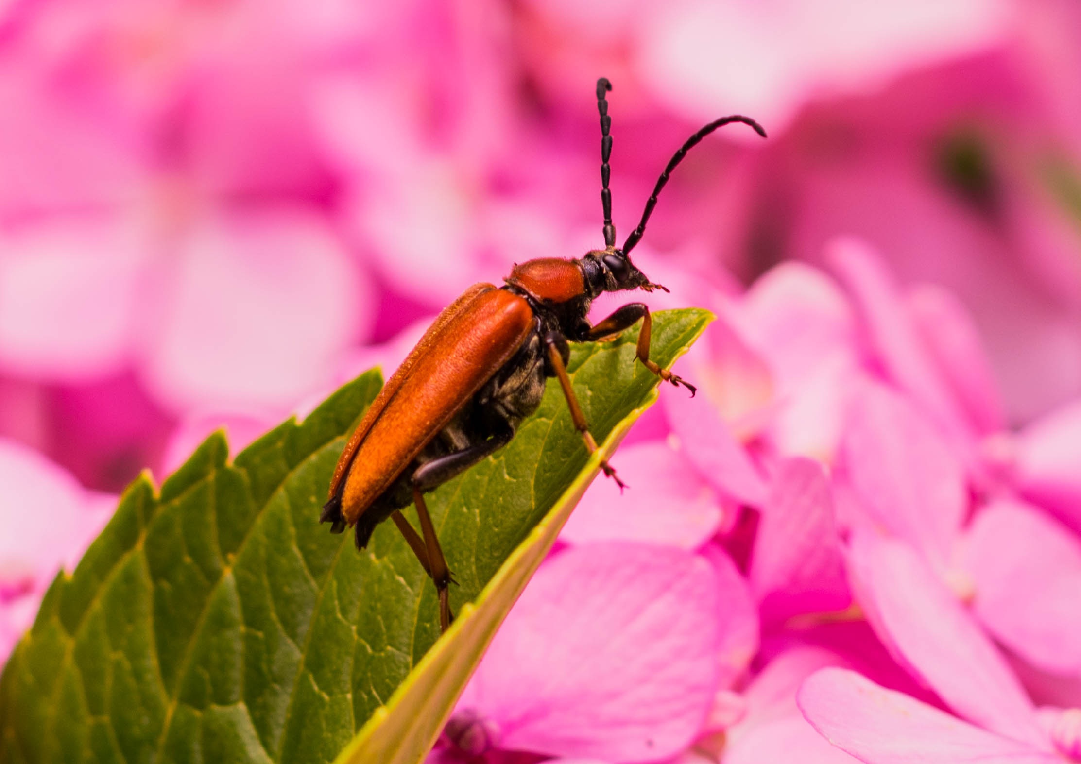 Nature Insect Little free image download