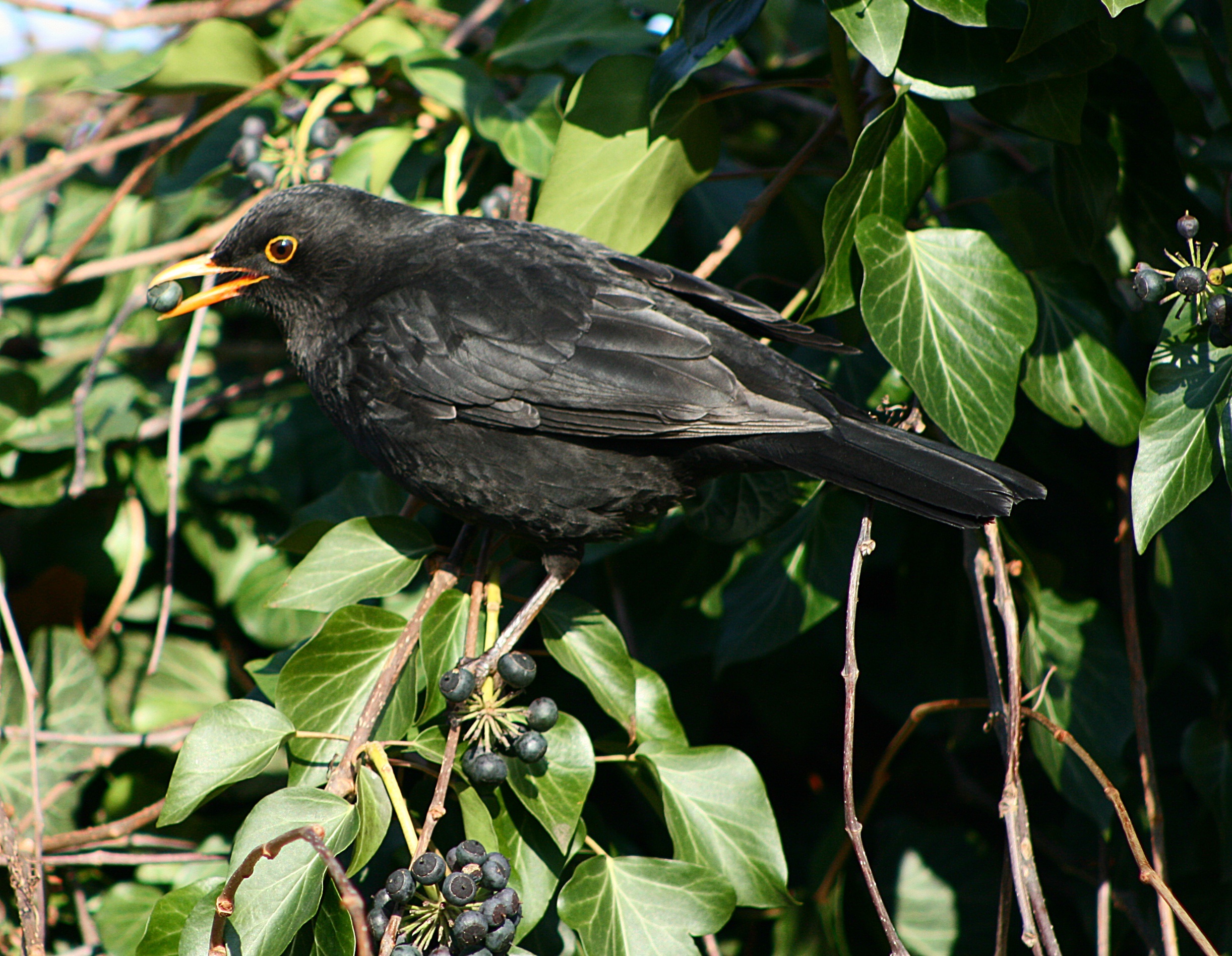 Bird Blackbird Animal free image download