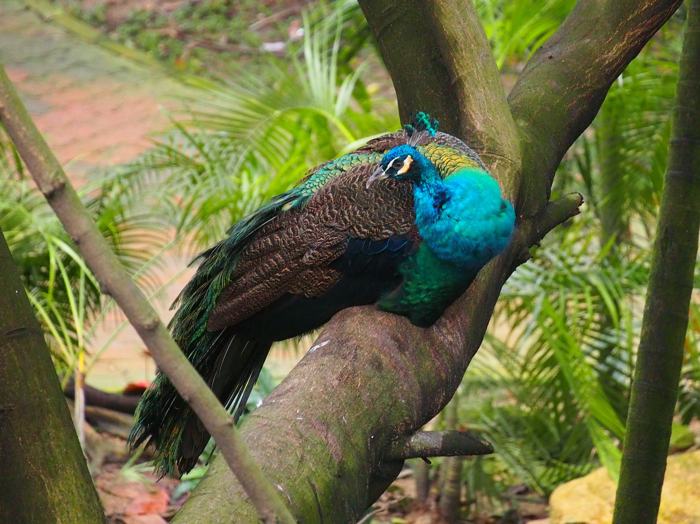 Bird Nature Tropical free image download