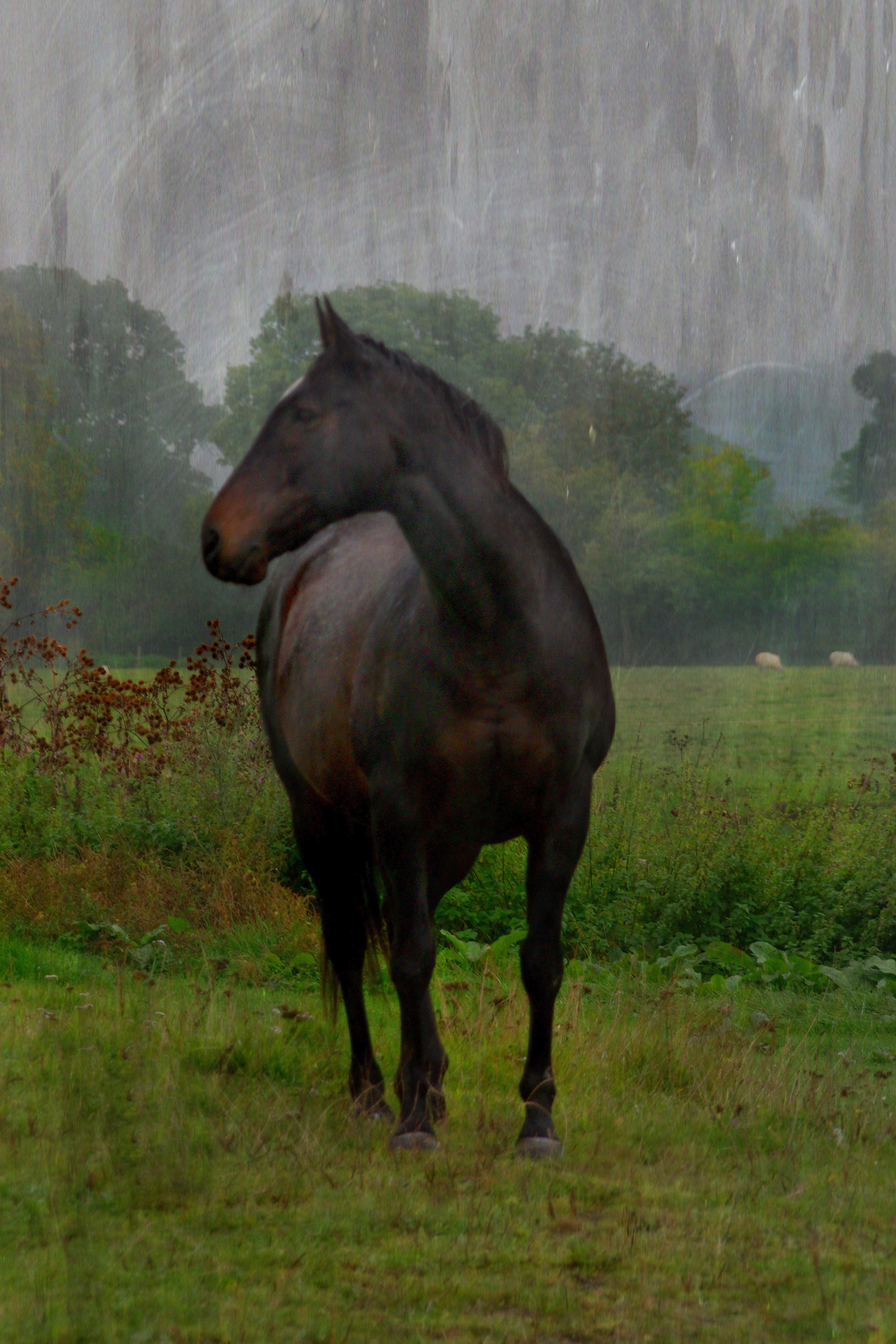 Barnham Broom Horse Field free image download