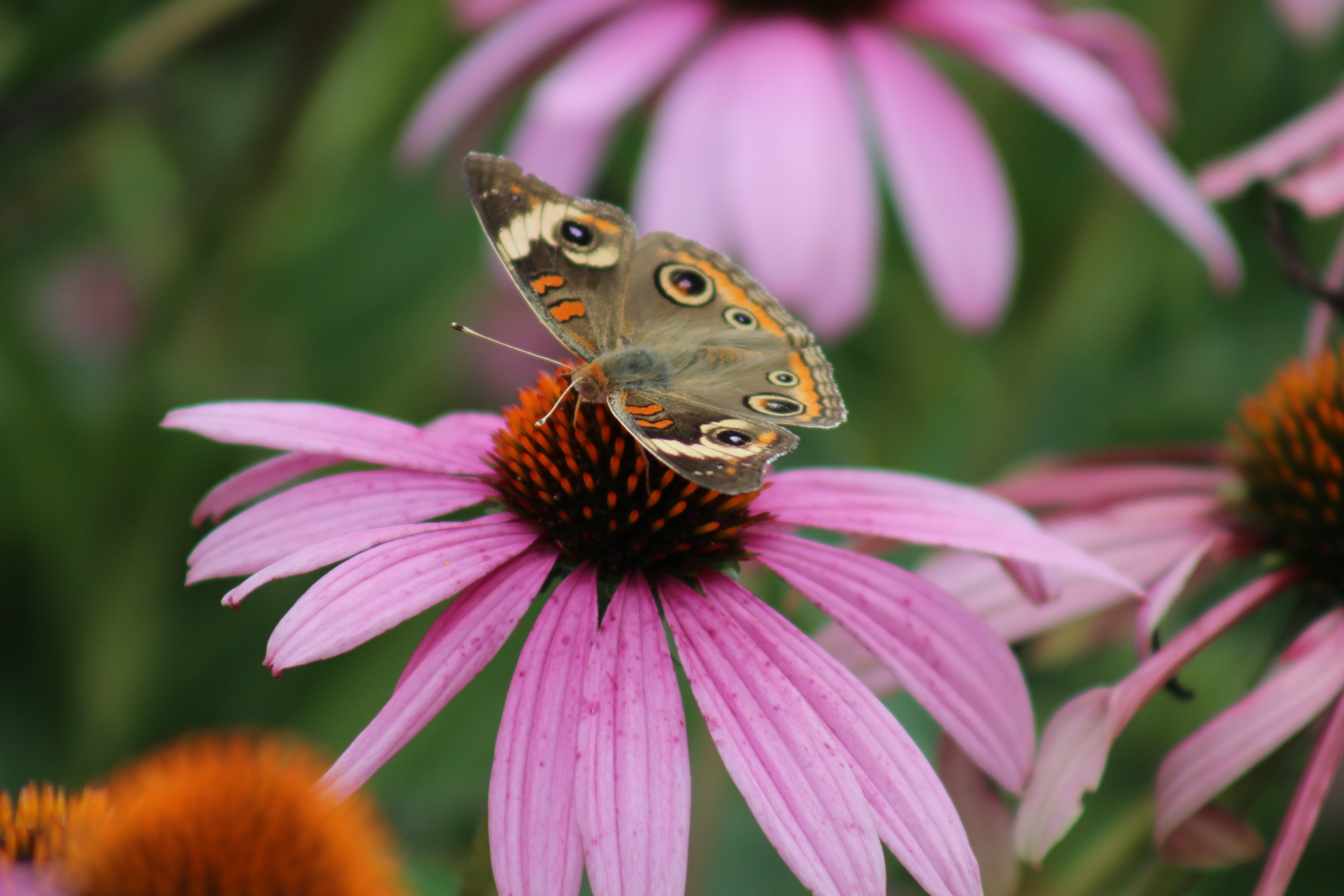 Nature Flower Insect free image download