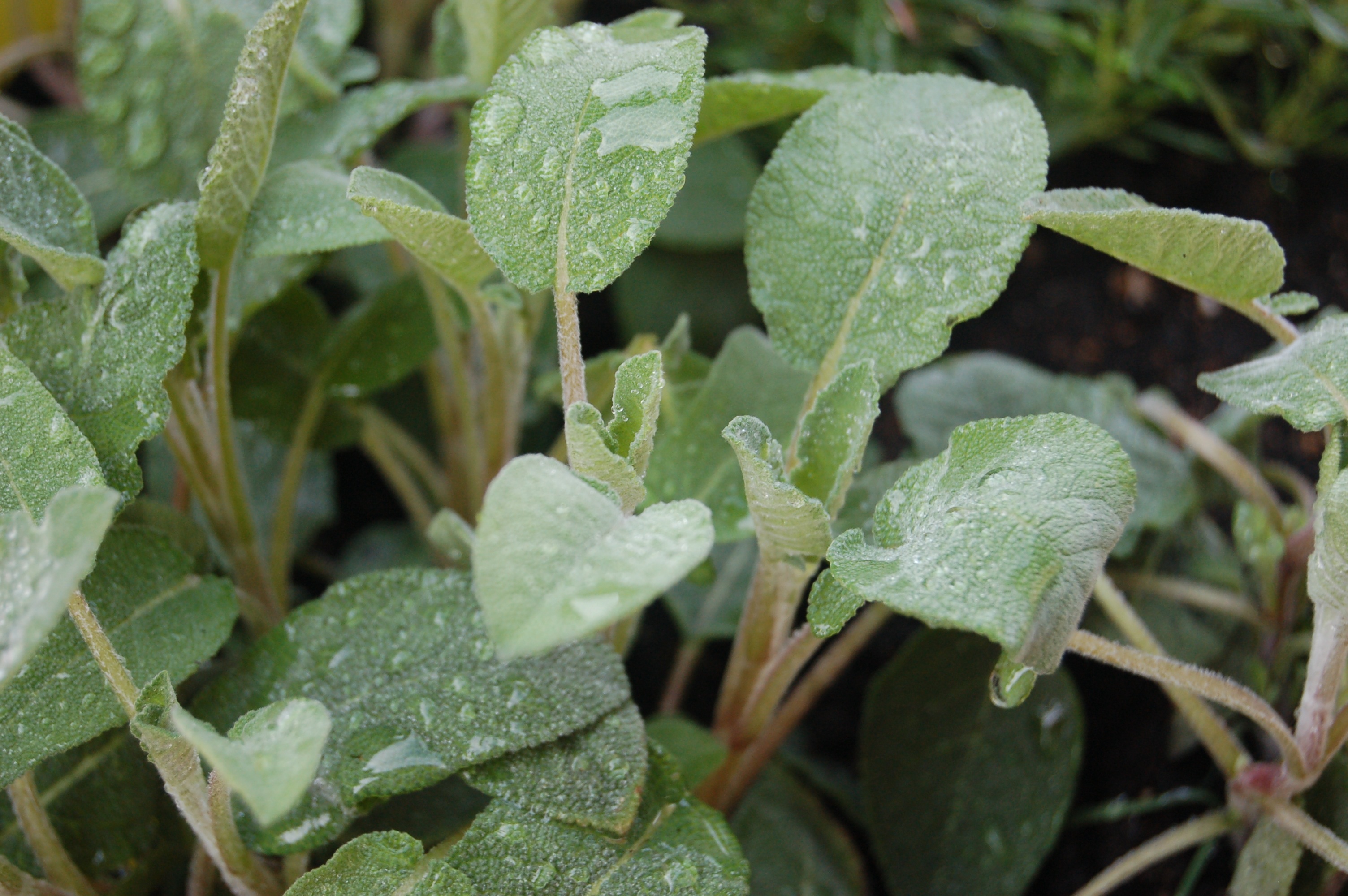 Leaf Nature free image download
