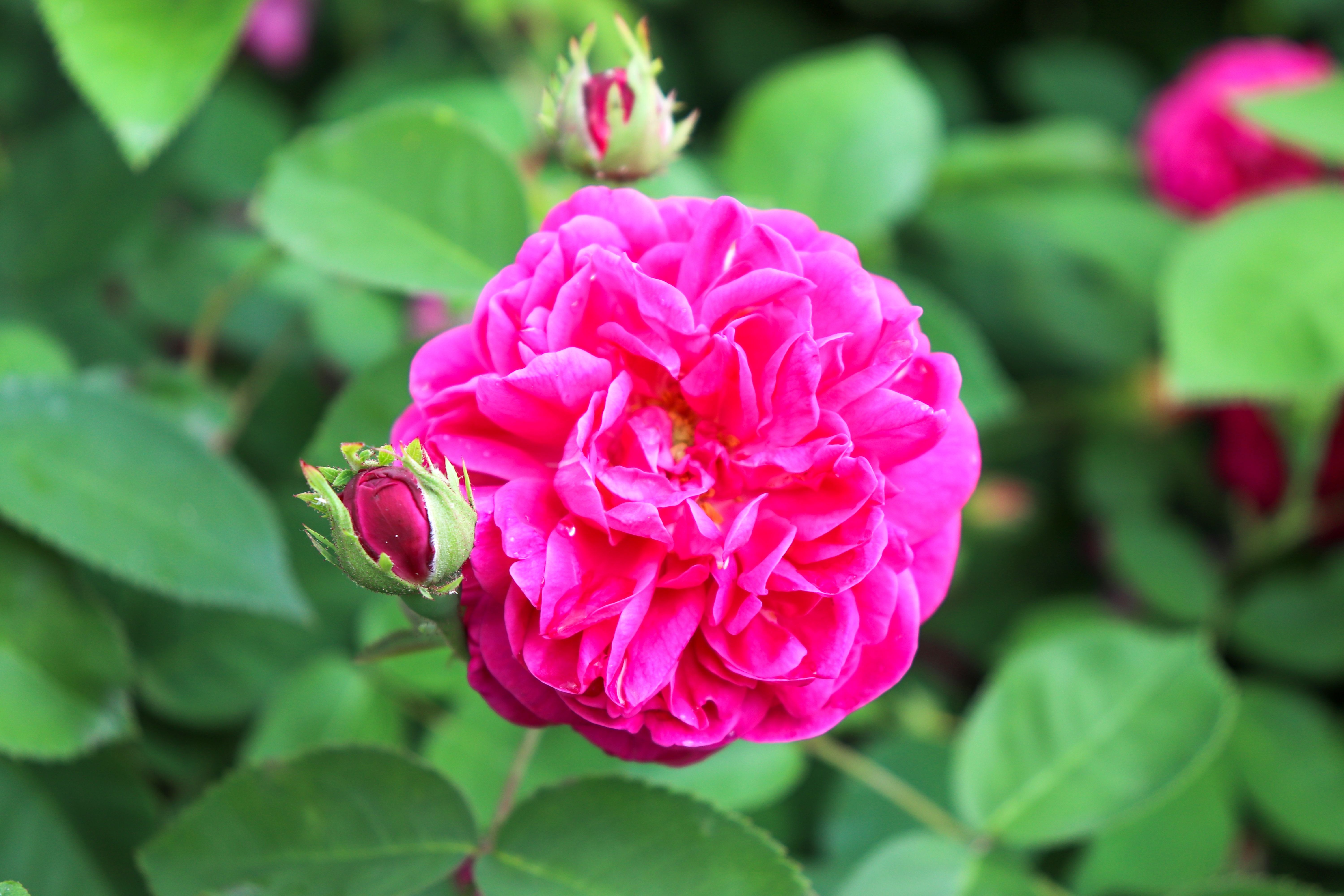 Rose Macro Color free image download