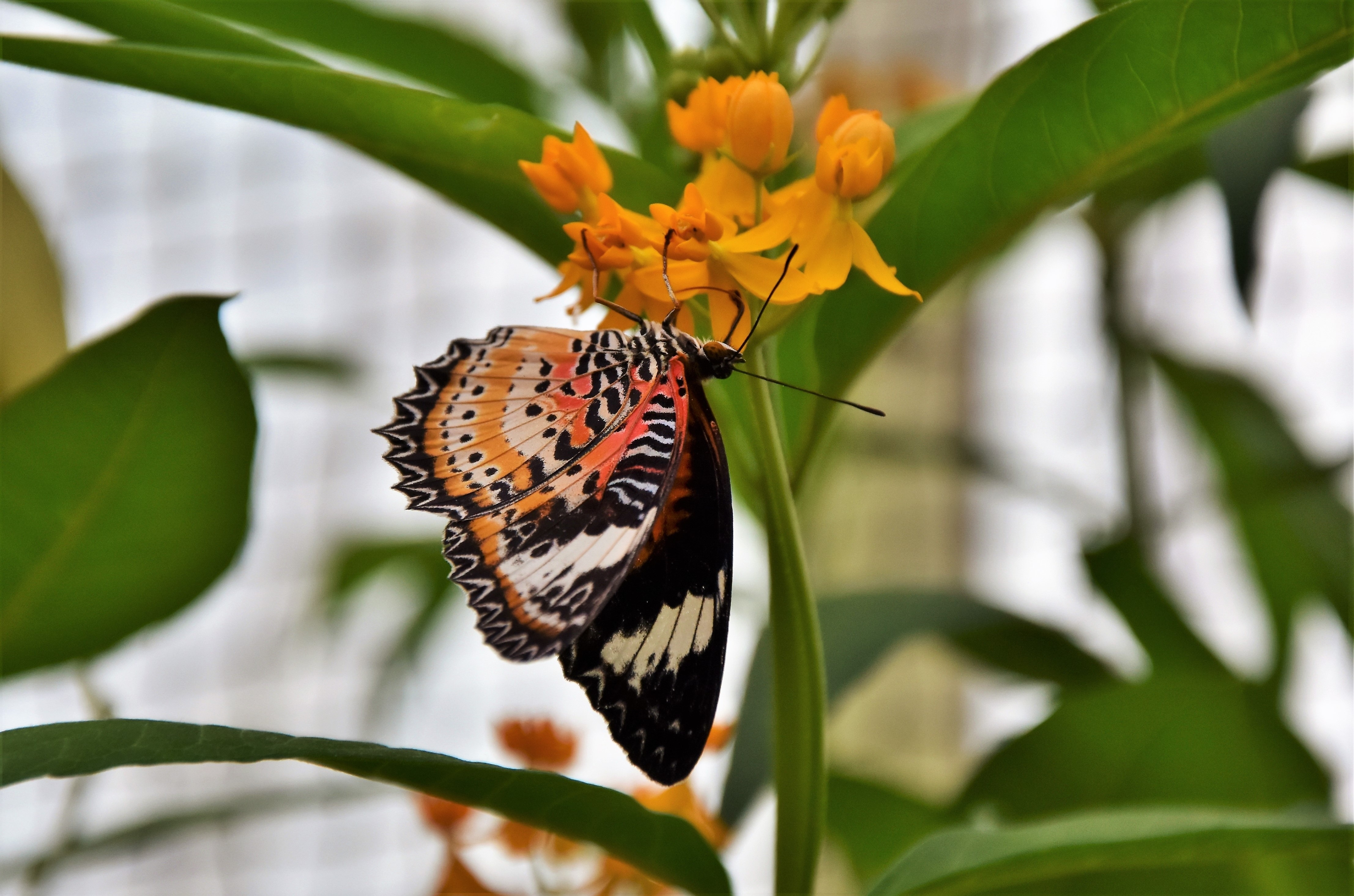 Painted Lady Butterfly Tropical free image download