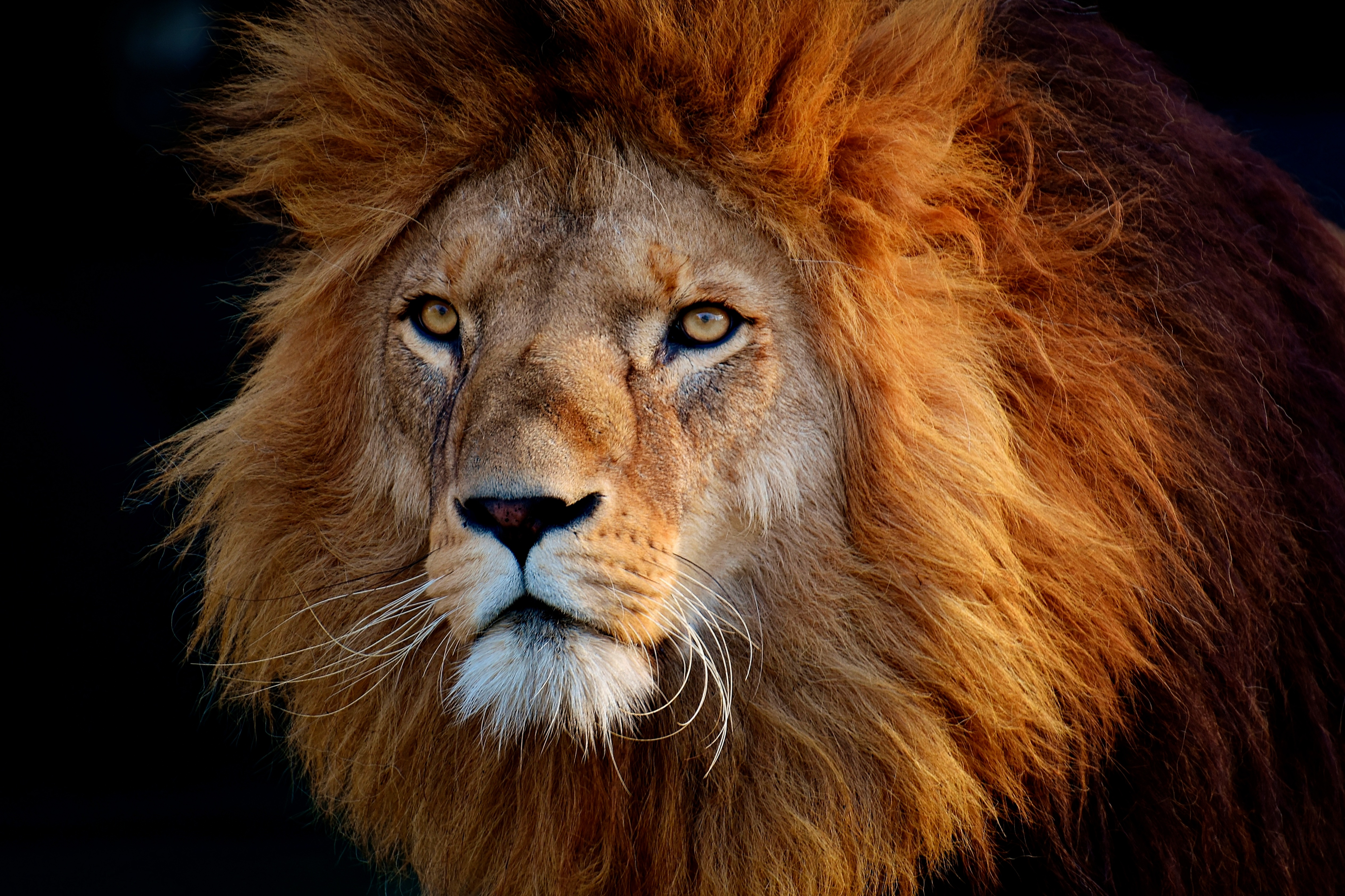 Mammals Portrait Cat free image download