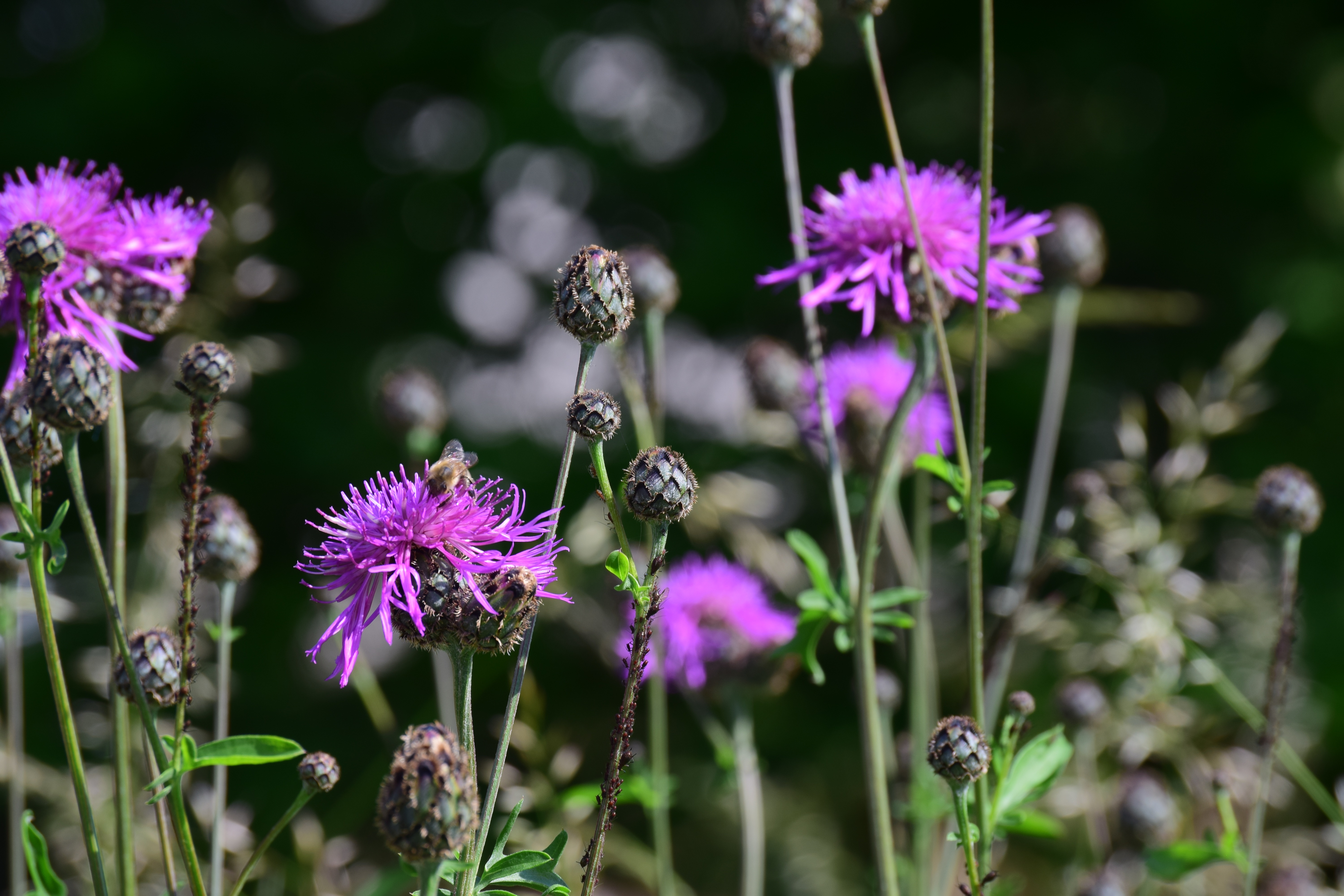 Meadow Flower Flowers free image download