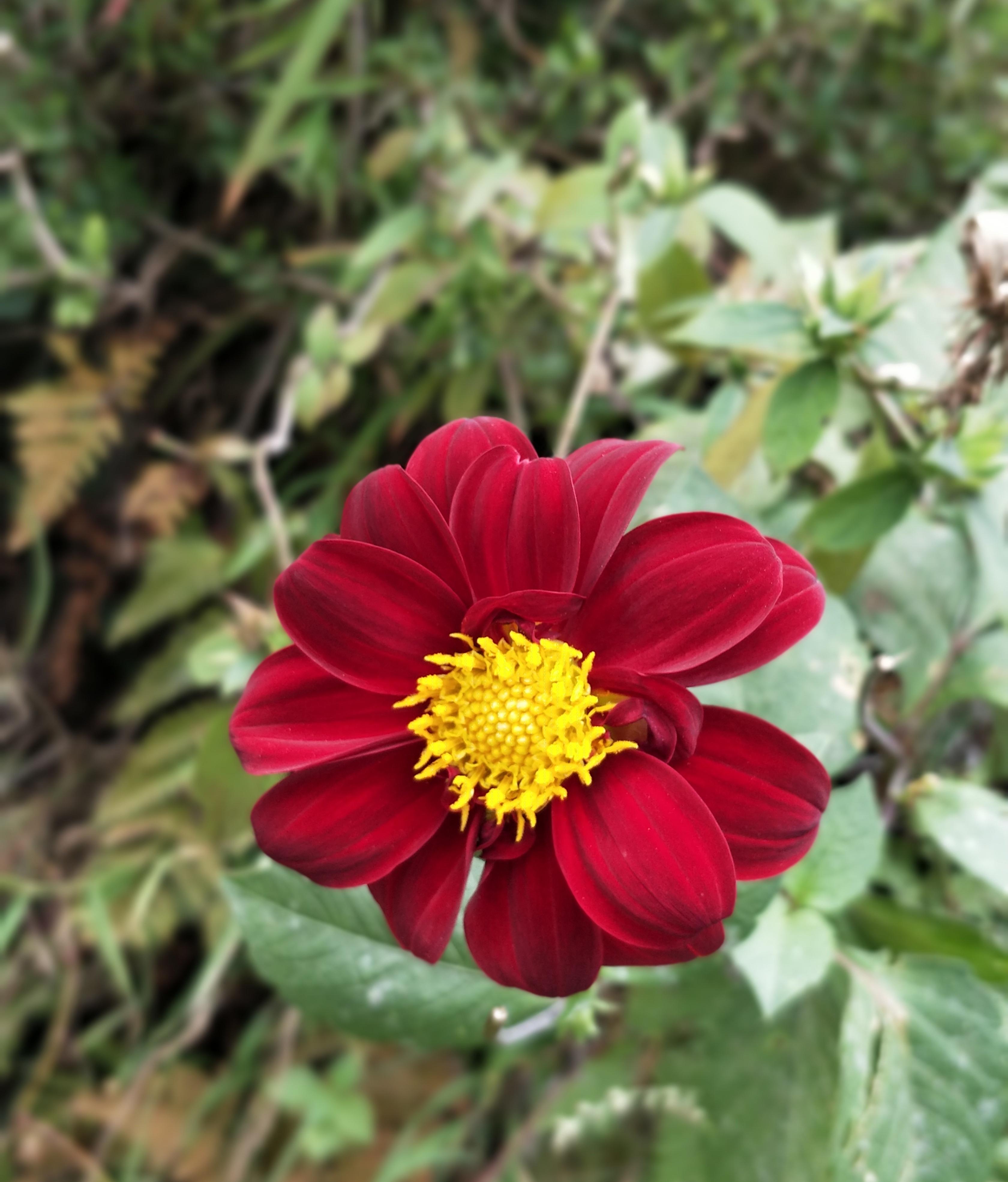 Red Yellow Flower free image download