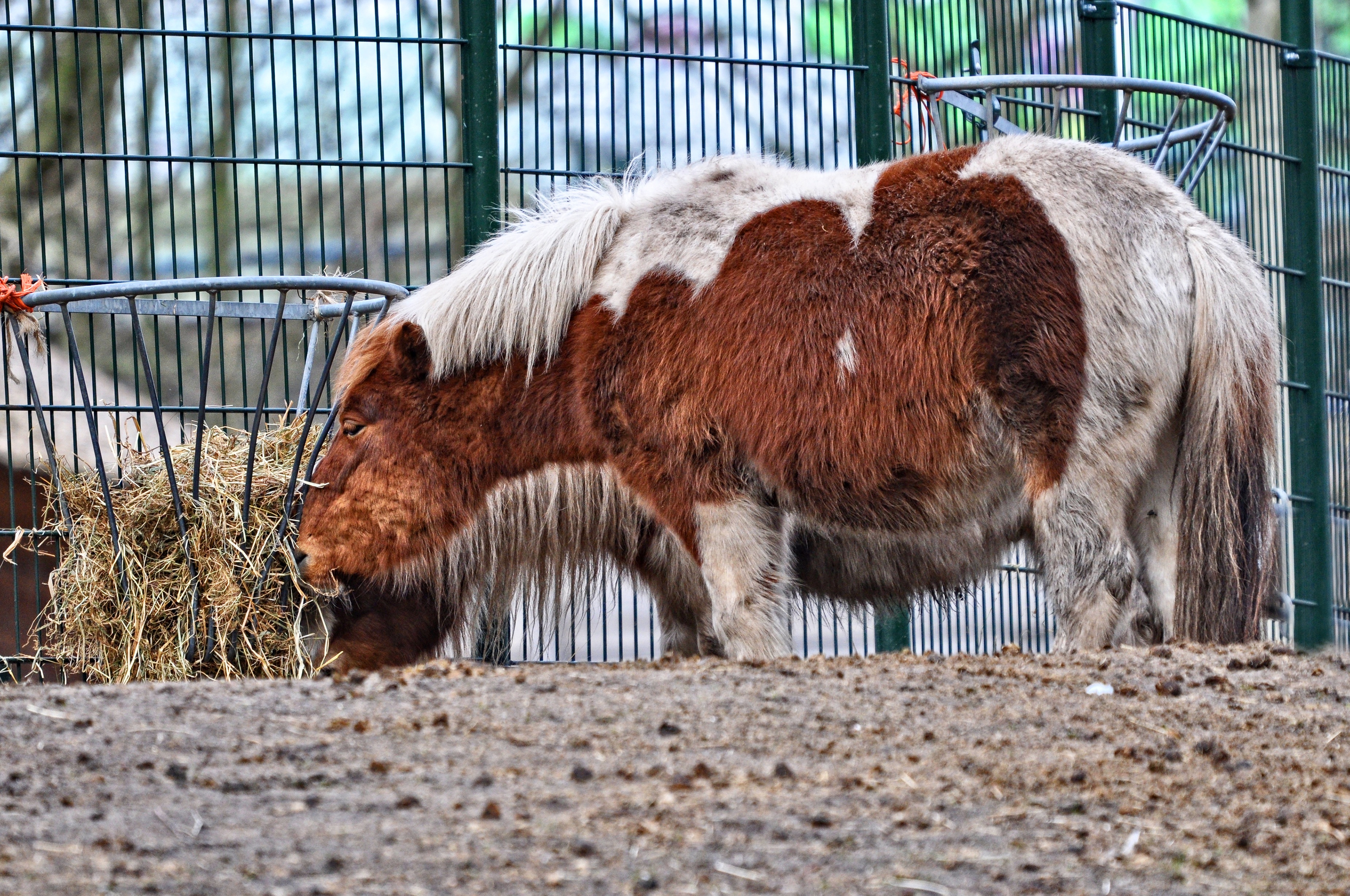 Shetland Pony Horse on farm free image download