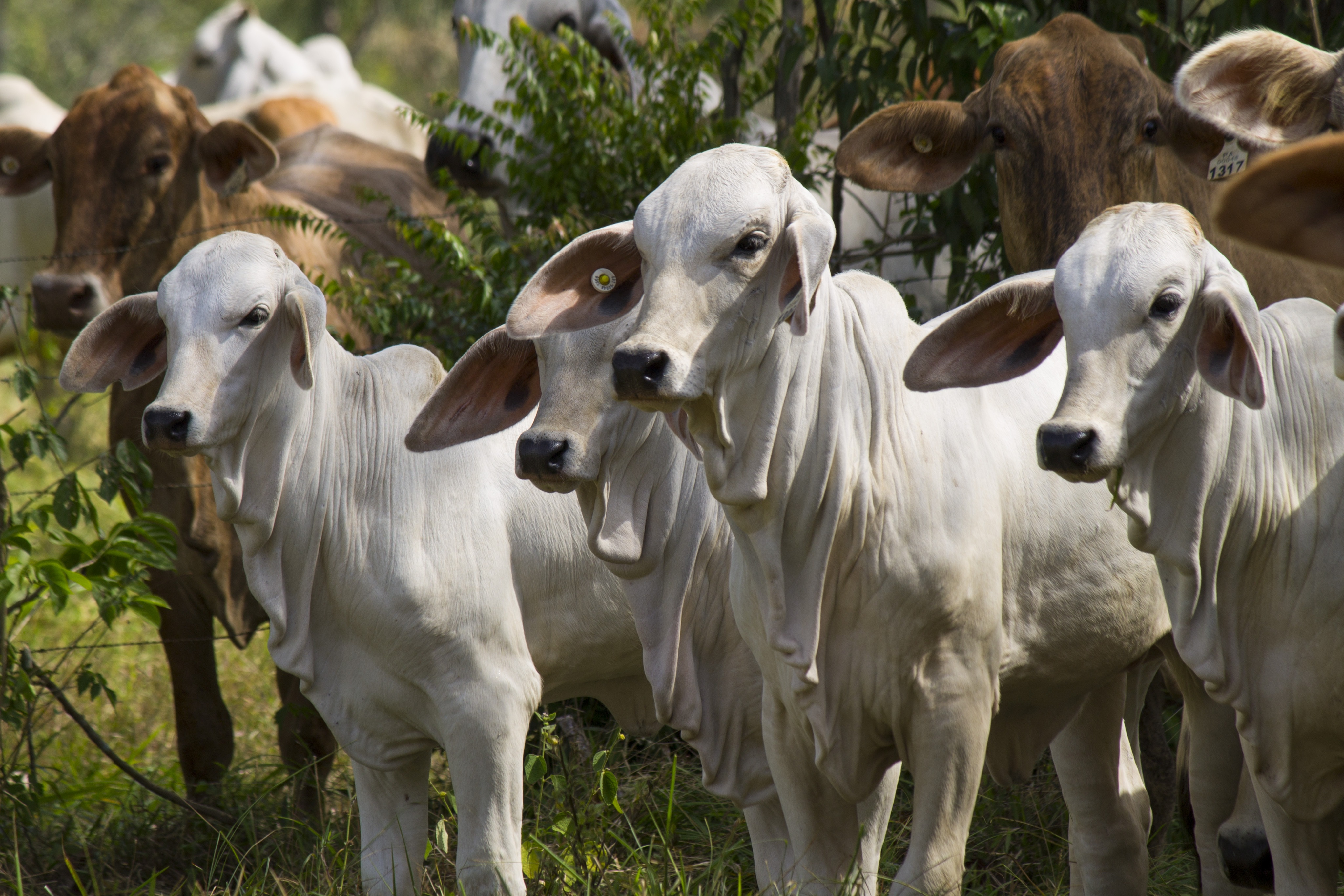 Calves Livestock White free image download