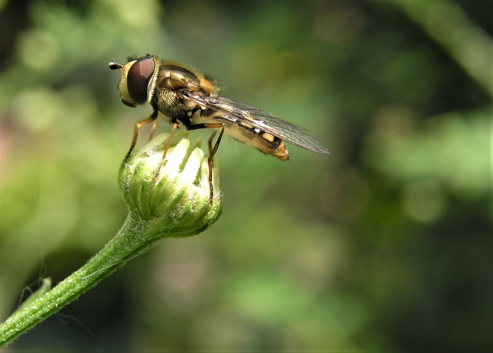 Insect Nature Outdoors free image download