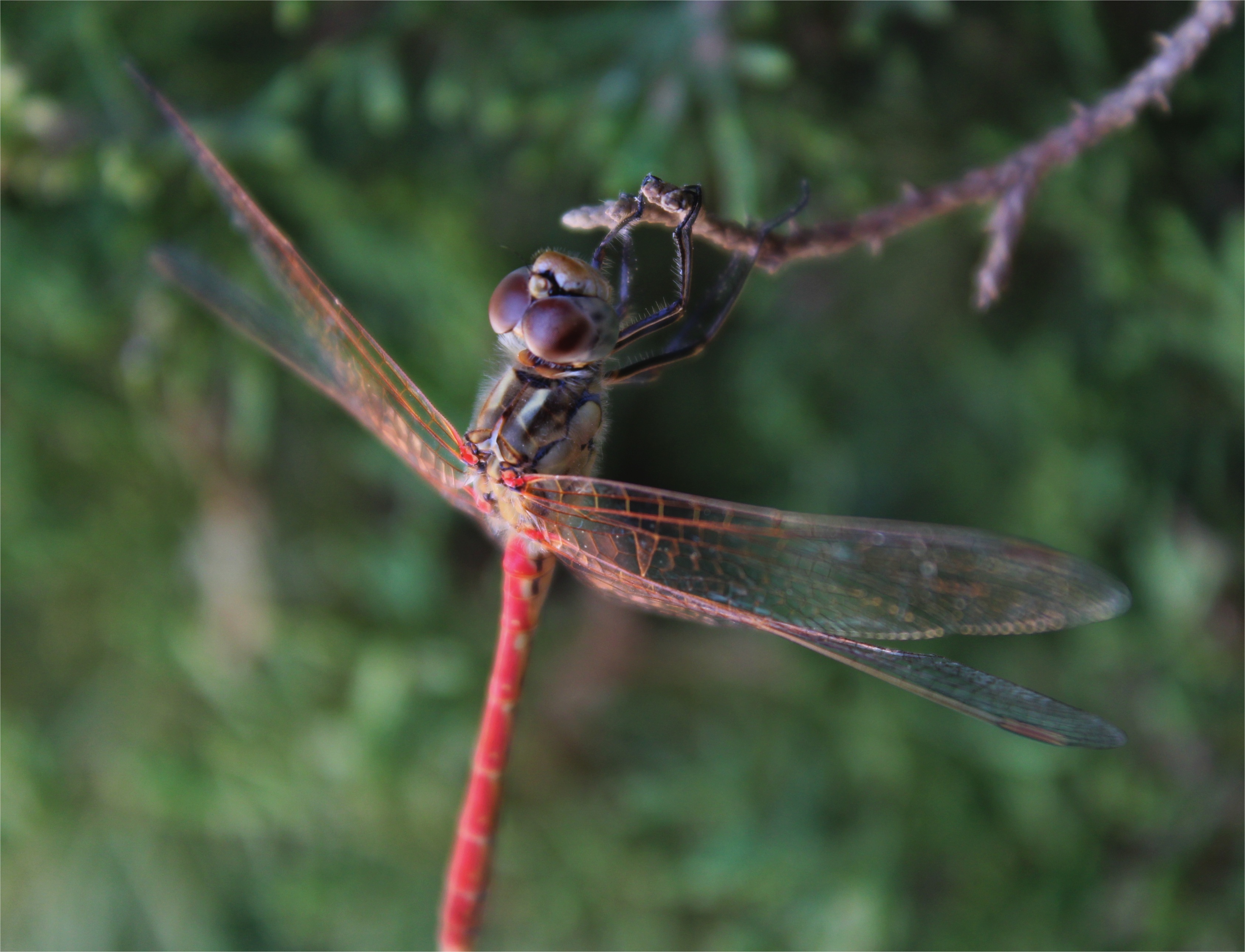 Nature Animalia Wild Life free image download