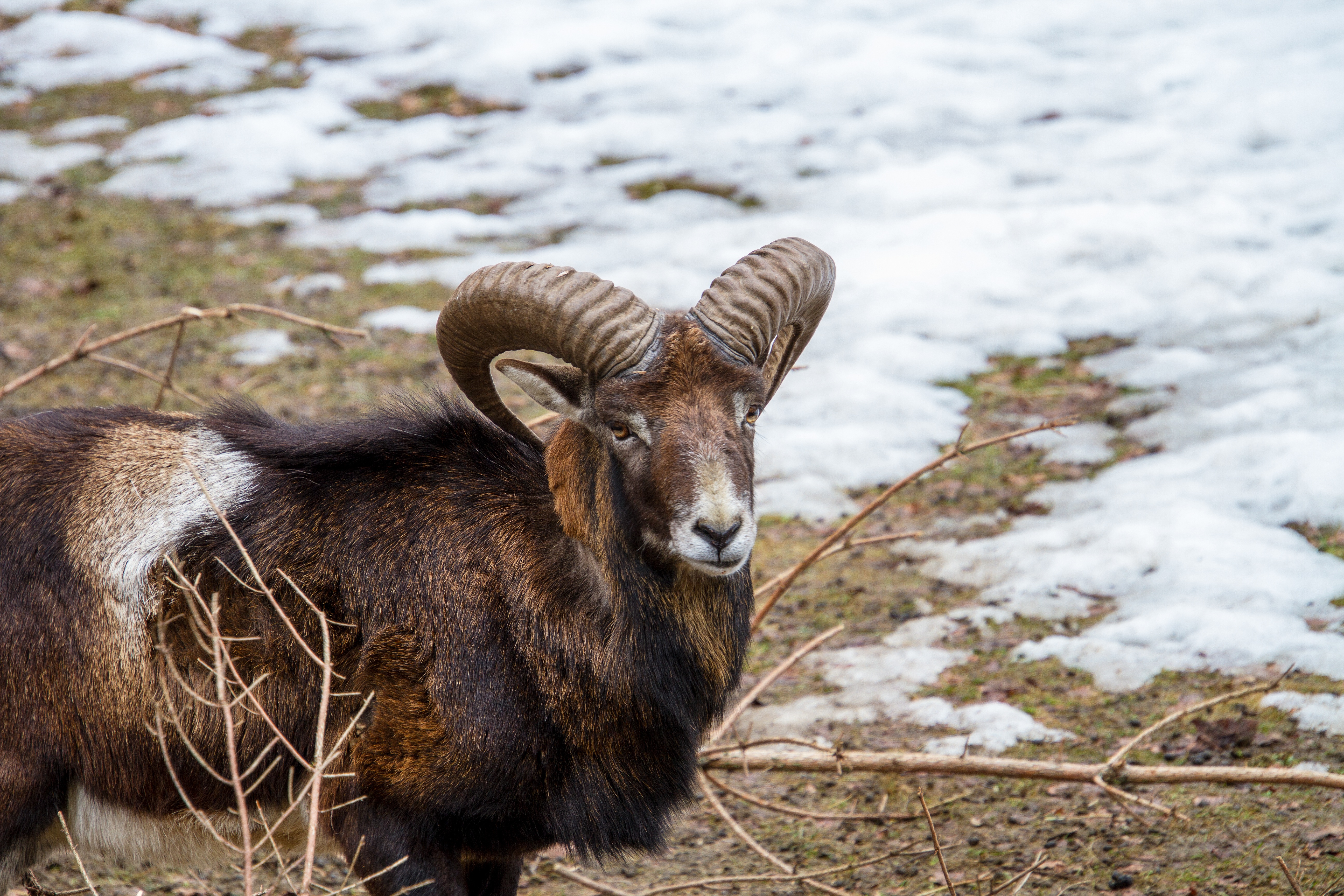 Aries Animal Male Sheep free image download