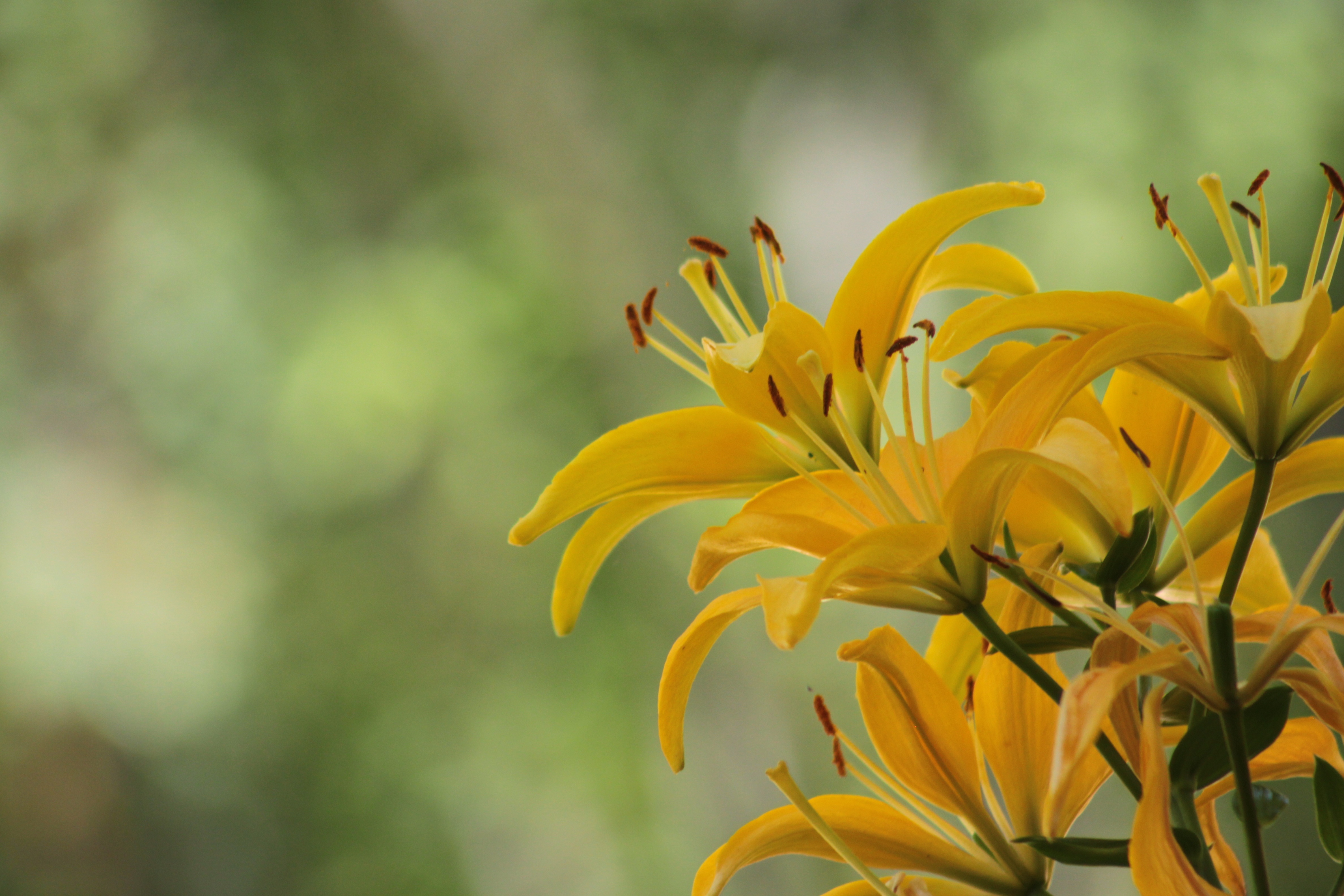 Nature Flora Flower free image download