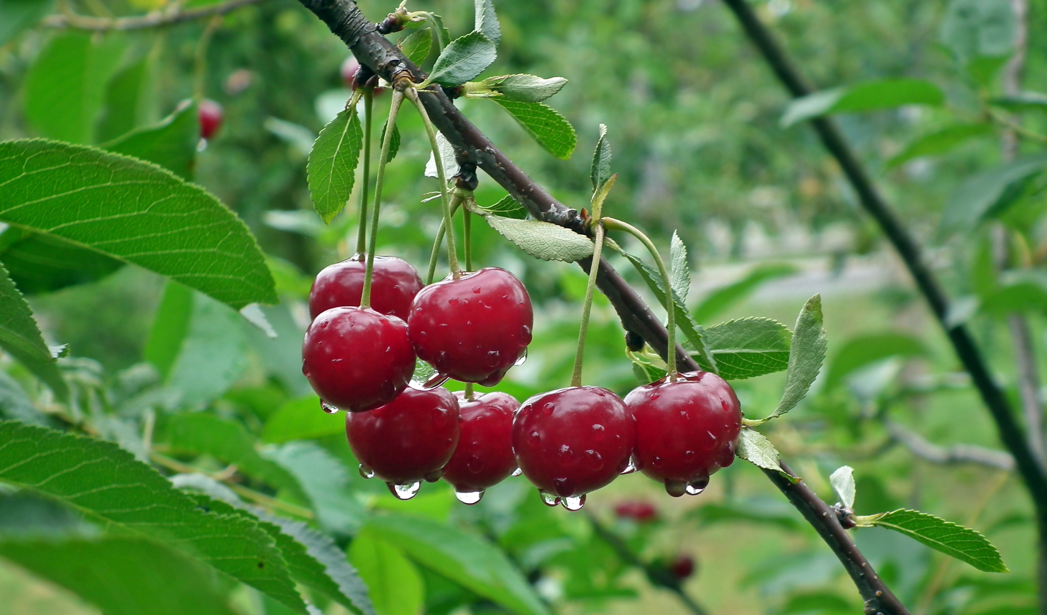 Fruit Cherries Sprig free image download