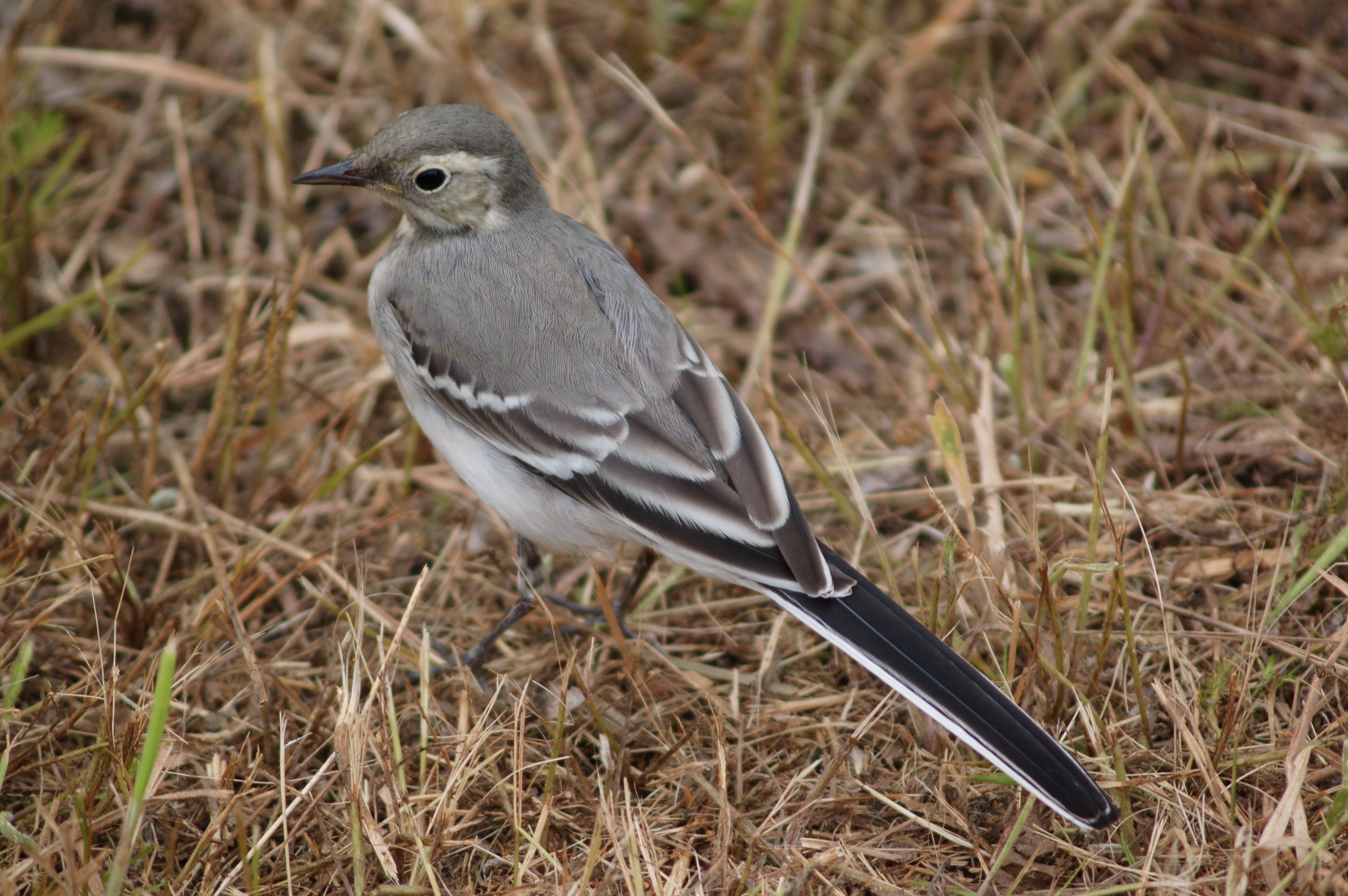 Nature At The Court Of Birds Grey free image download