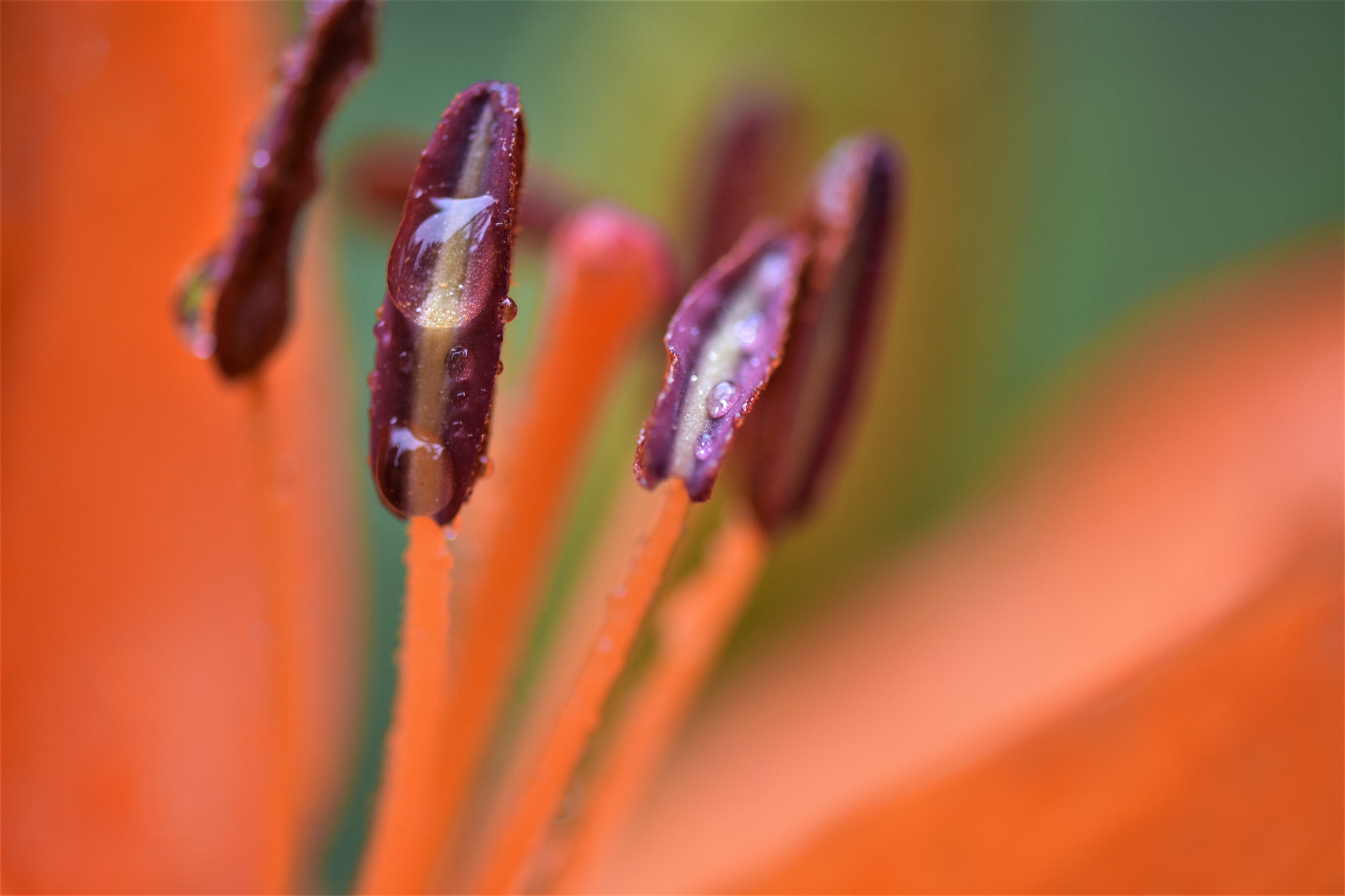 Macro Flower Morning Dew free image download