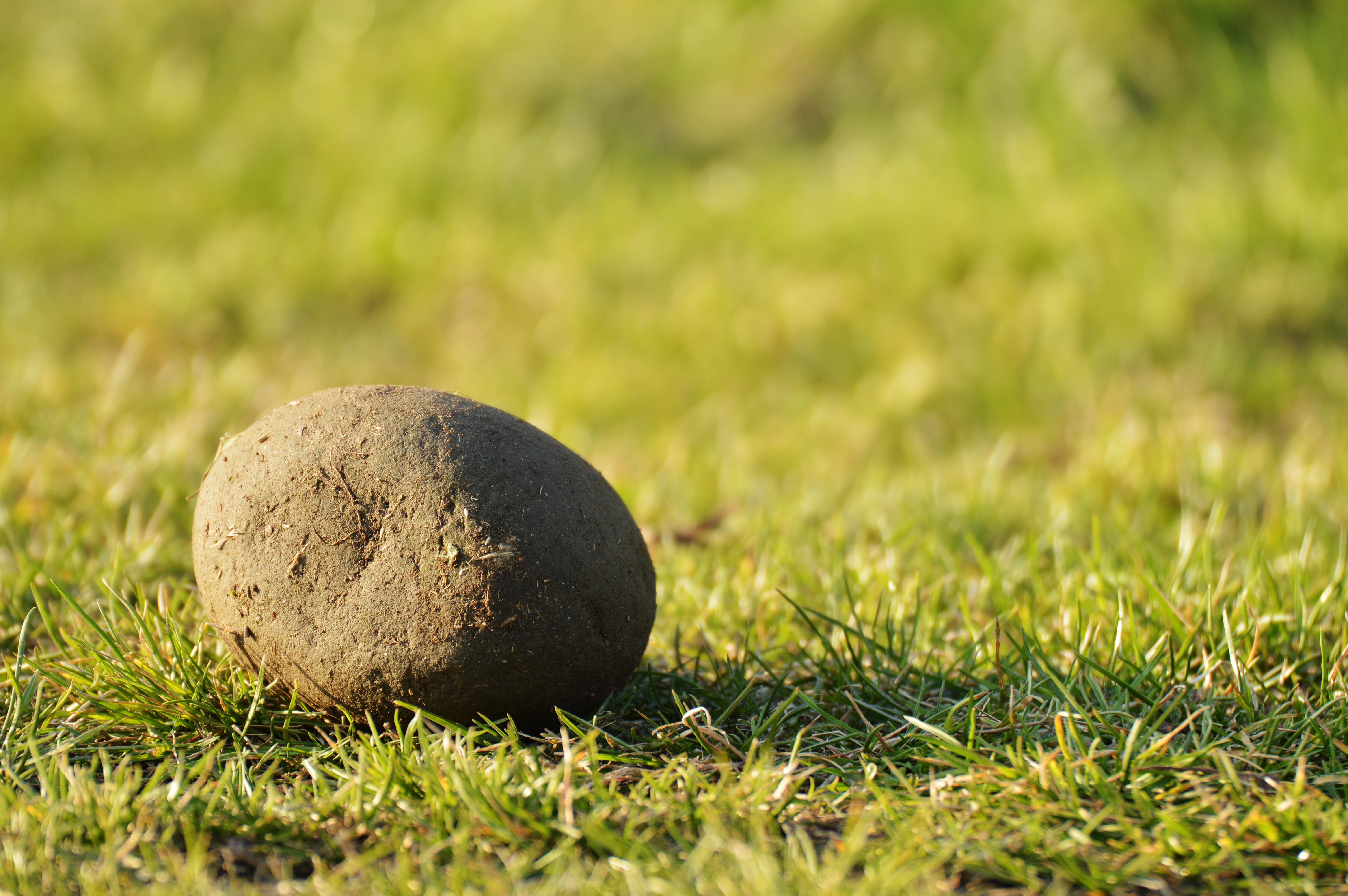 Nature Grass free image download