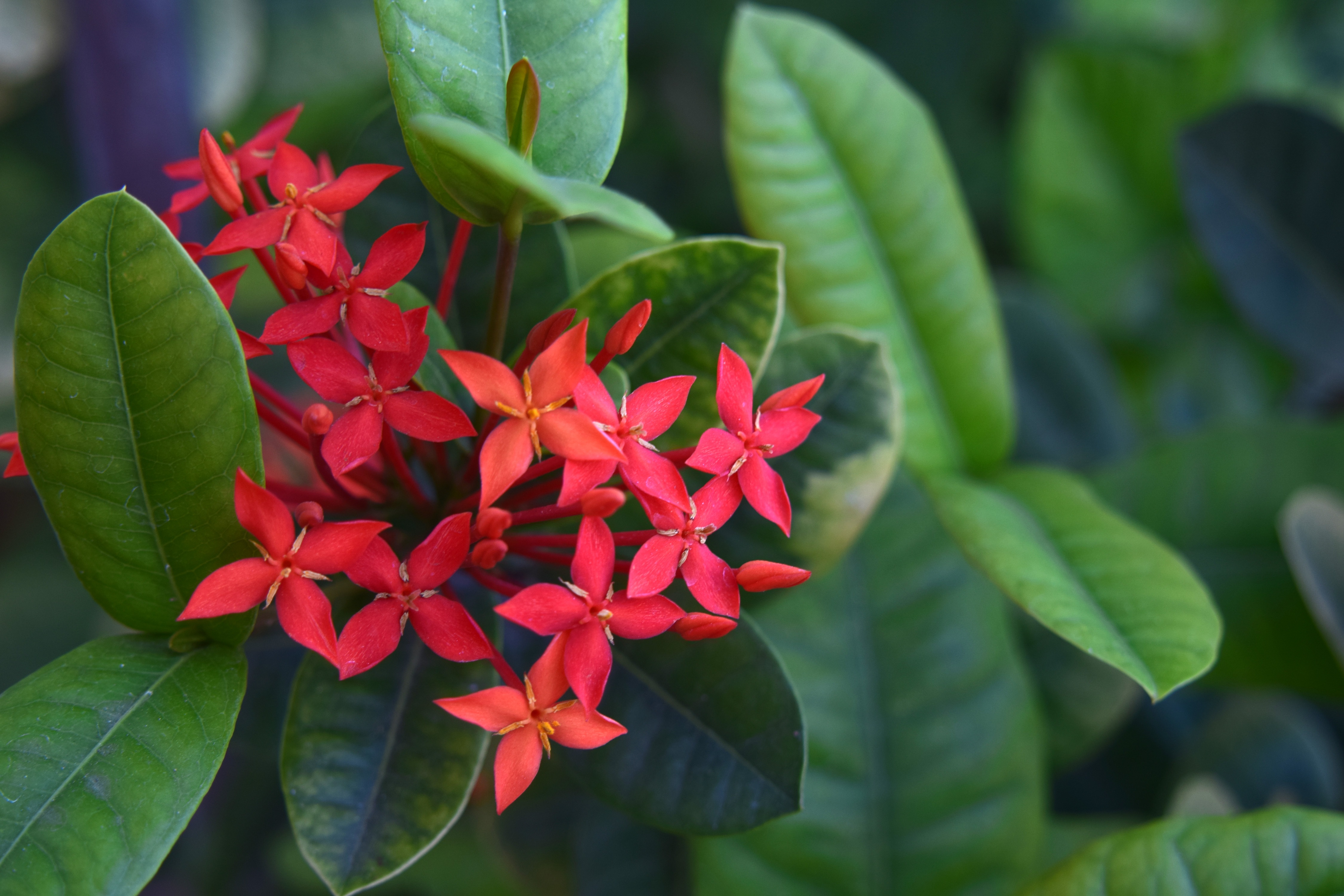 Nature Flora Flower free image download