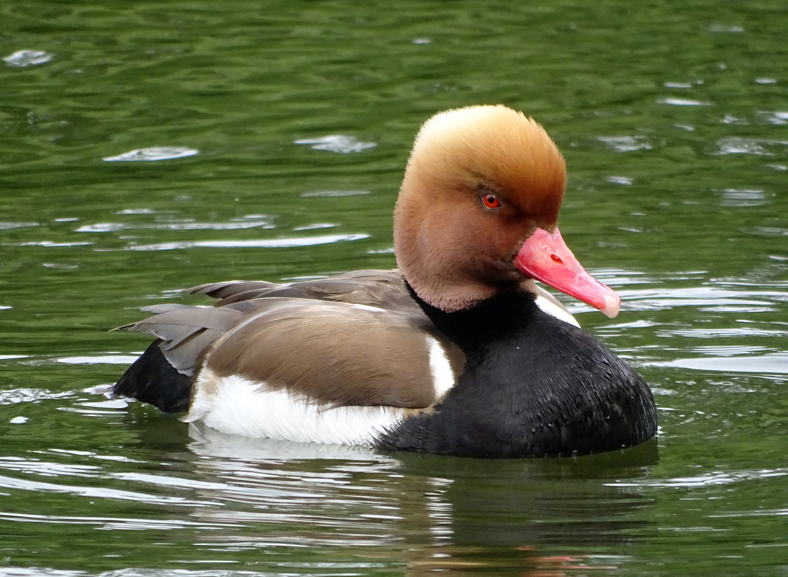 Dive Bird Duck free image download