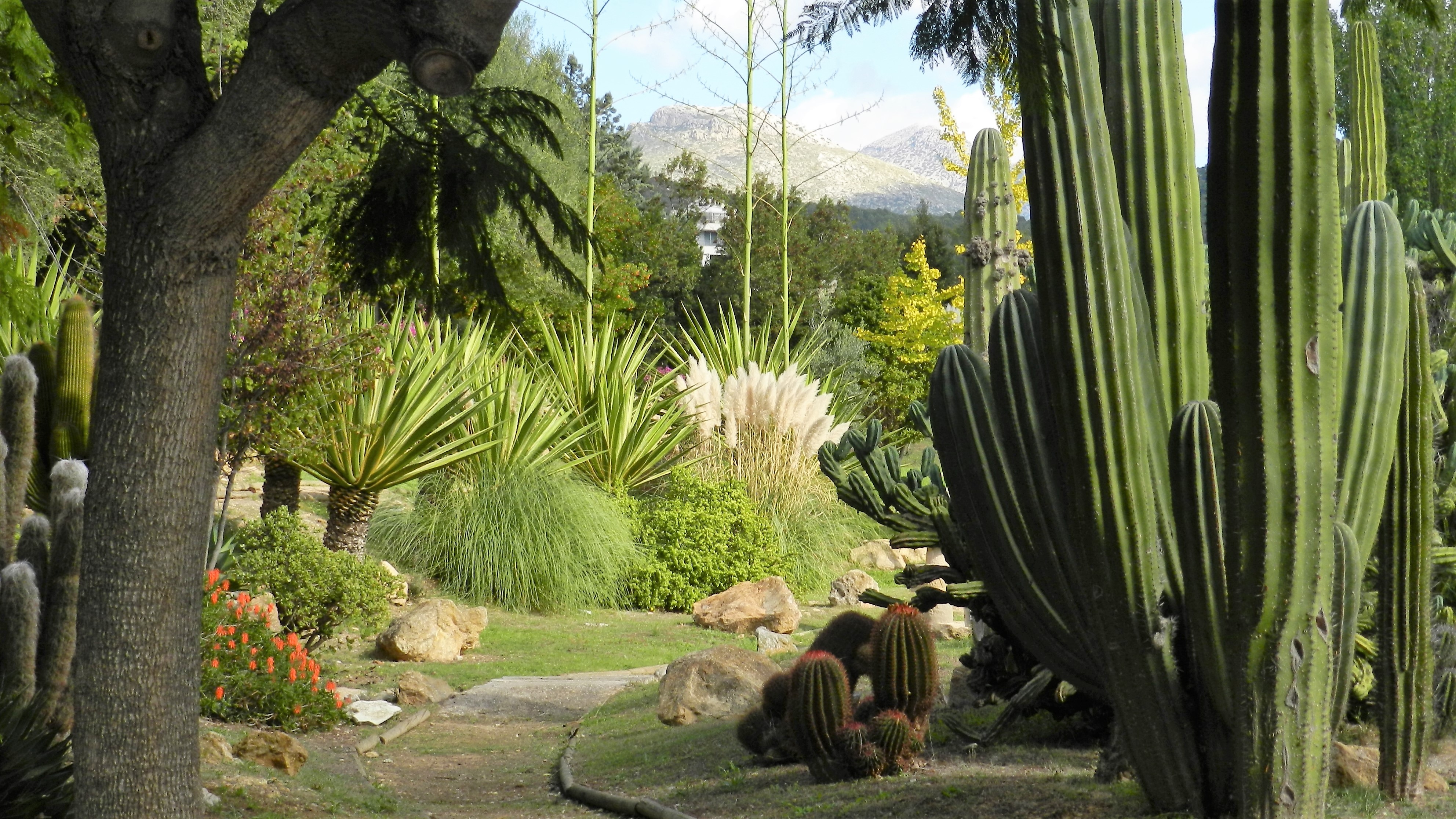 Cactus Tree Nature free image download